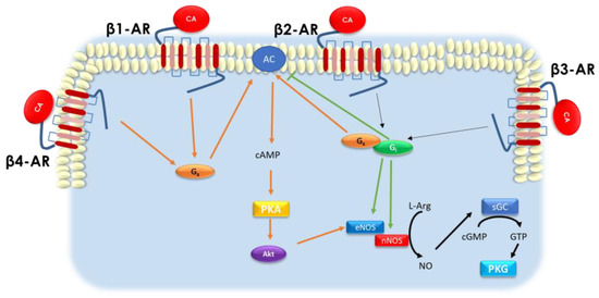 Sex/Gender- and Age-Related Differences in β-Adrenergic Receptor ...