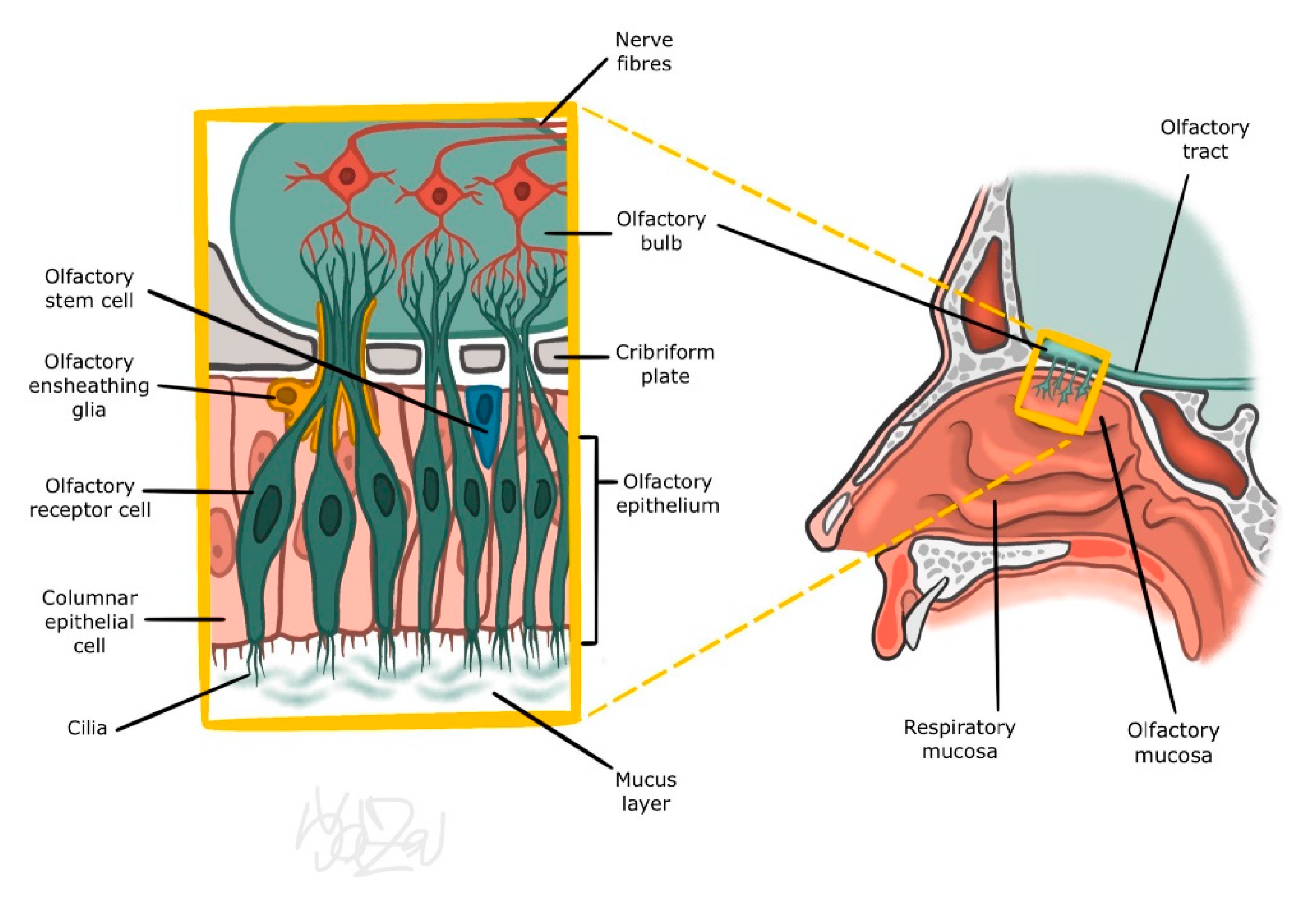 Olfactory Cells Diagram Olfactory Cells Diagram