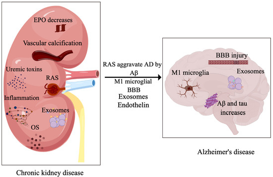 Pathogenesis of Chronic Kidney Disease Is Closely Bound up with ...