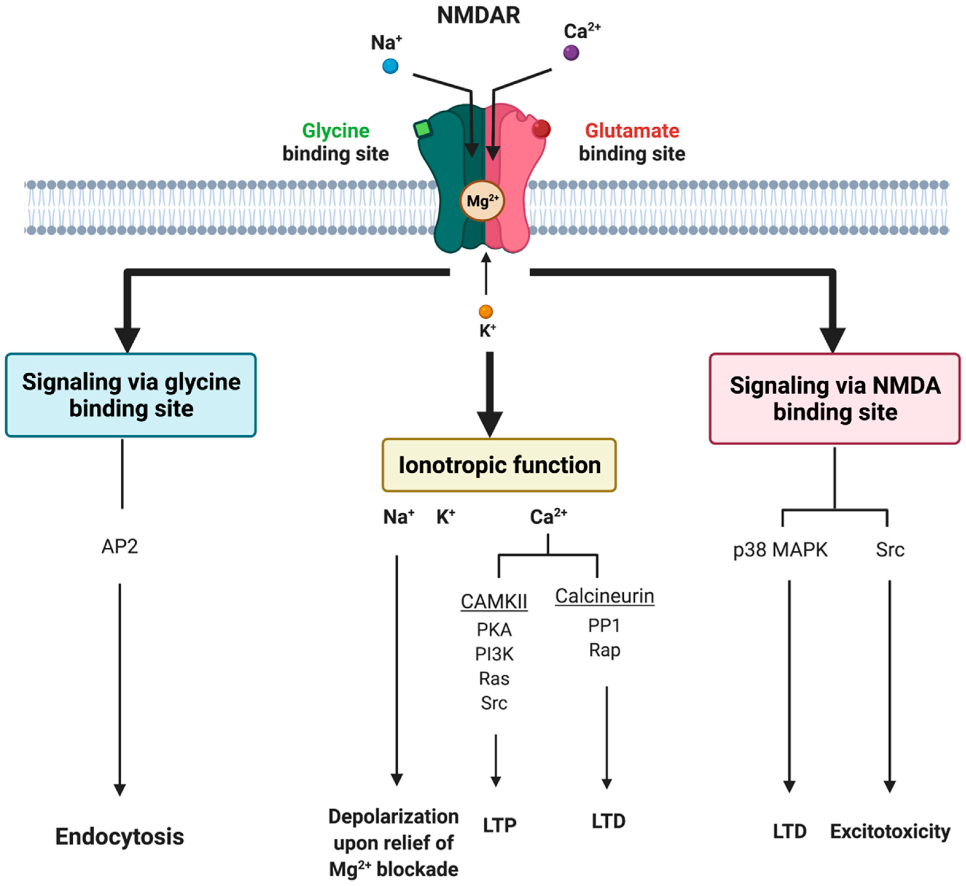 JCM Free Full Text Targeting Peripheral N Methyl D Aspartate JCM Free Full Text Targeting Peripheral N Methyl D Aspartate