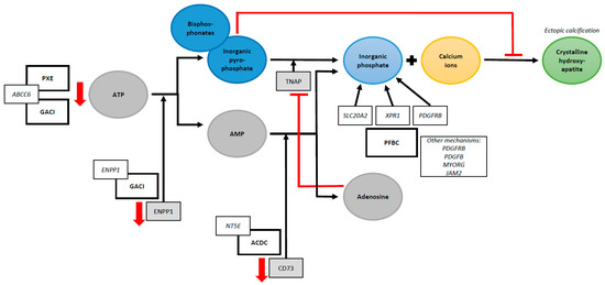 Ectopic Calcification: What Do We Know and What Is the Way Forward?