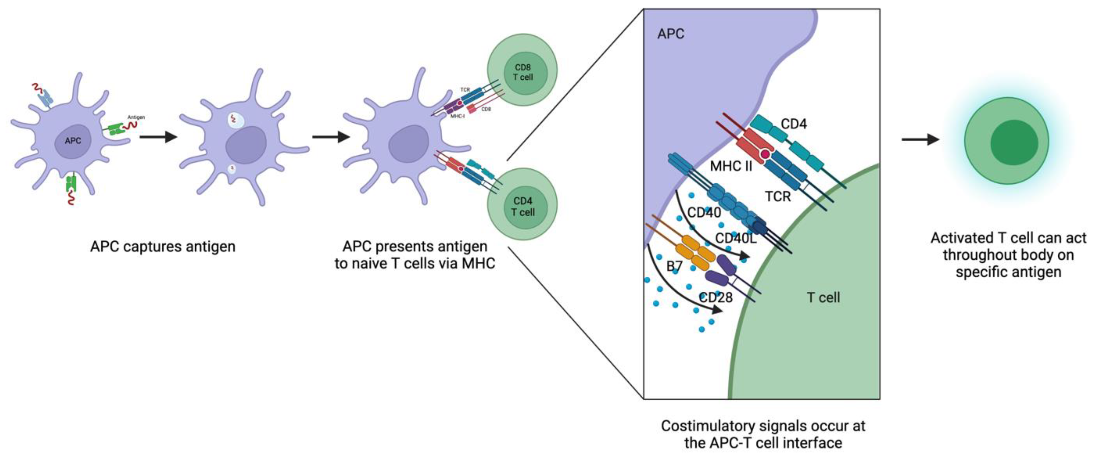 JCM Free Full Text Pathophysiology Of Rejection In Kidney JCM Free Full Text Pathophysiology Of Rejection In Kidney