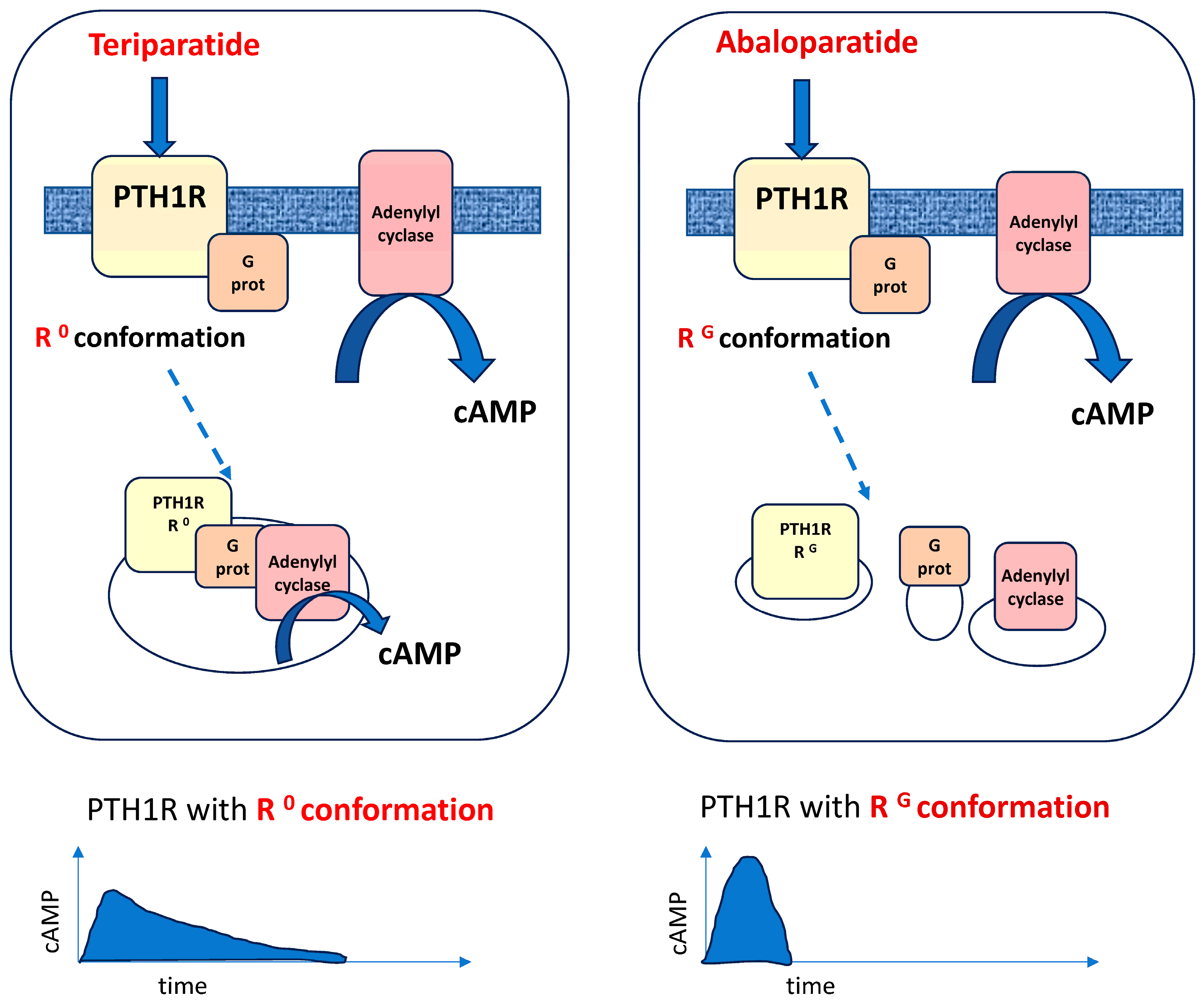 PTH Analog Therapy in CKD G4–G5D: Current Evidence and Potential Role ...