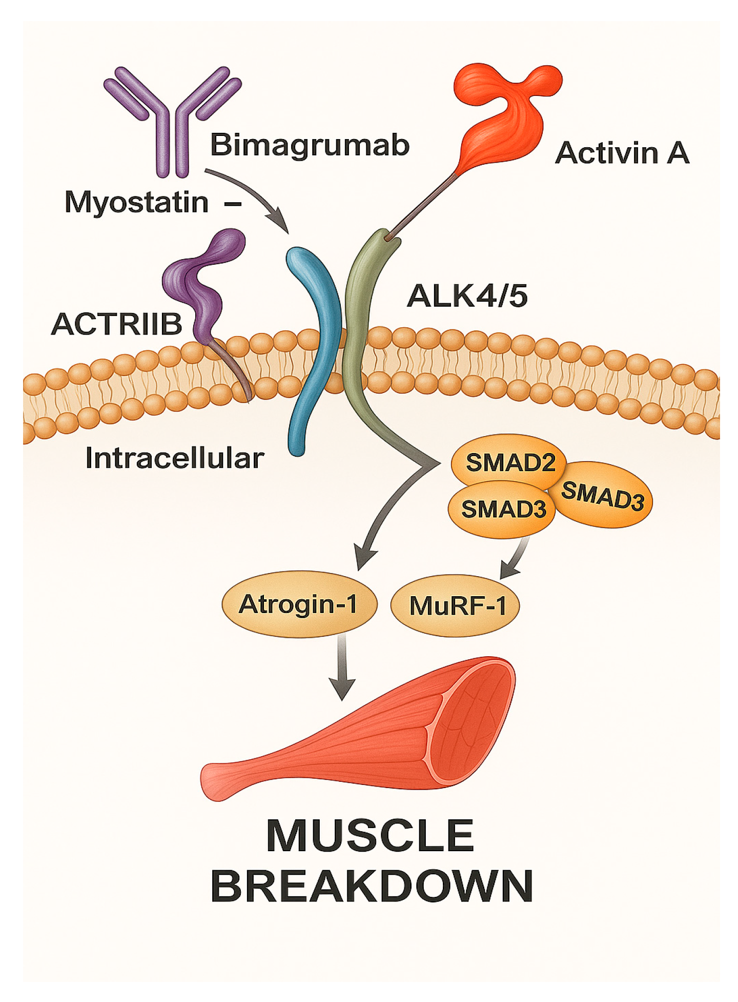 Pharmacologic Treatments for the Preservation of Lean Body Mass During ...