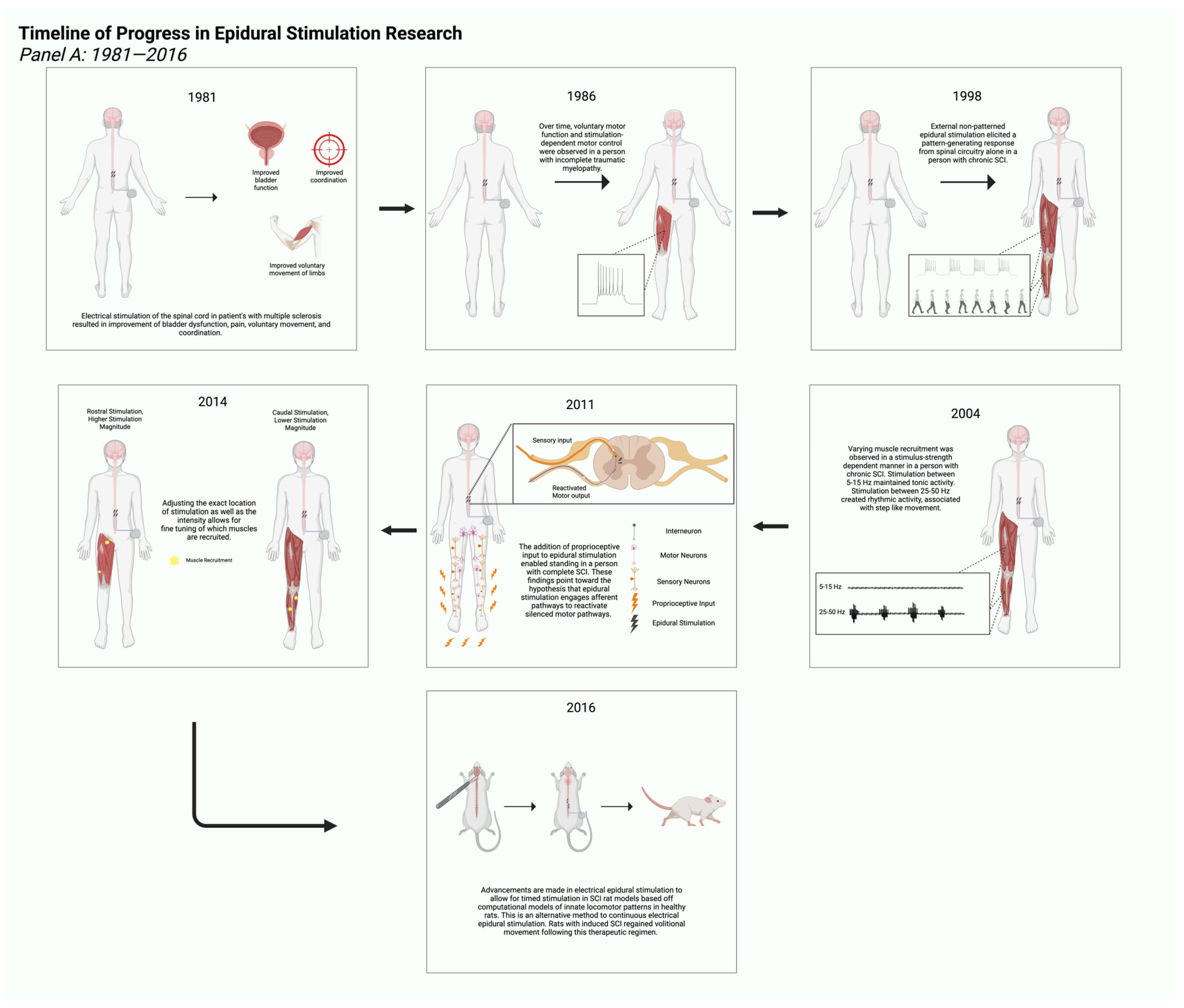 The Interplay Between Neuromodulation and Stem Cell Therapy for Sensory ...