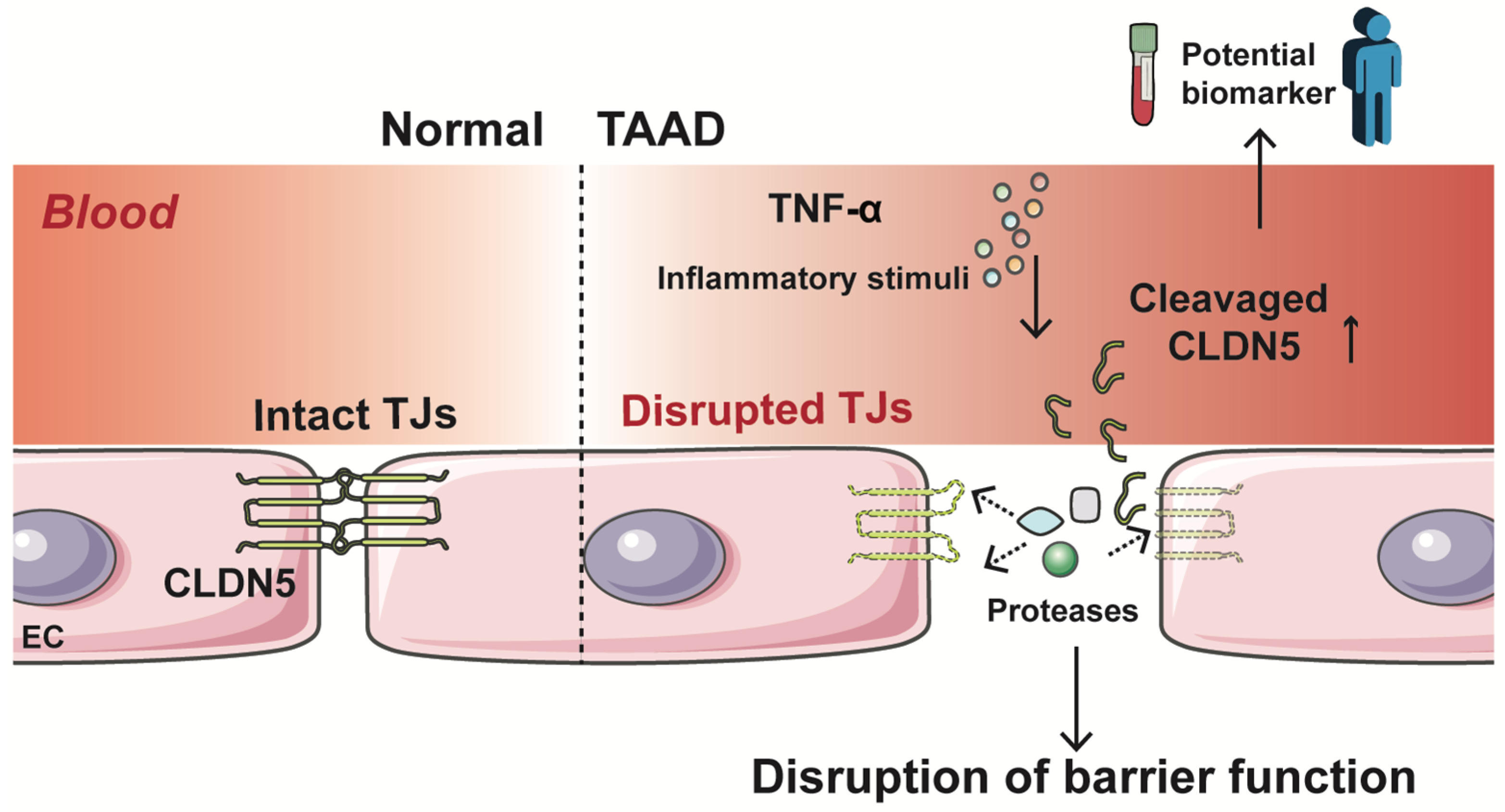 From Endothelial Barrier Dysfunction to Circulating Biomarker: Clinical ...