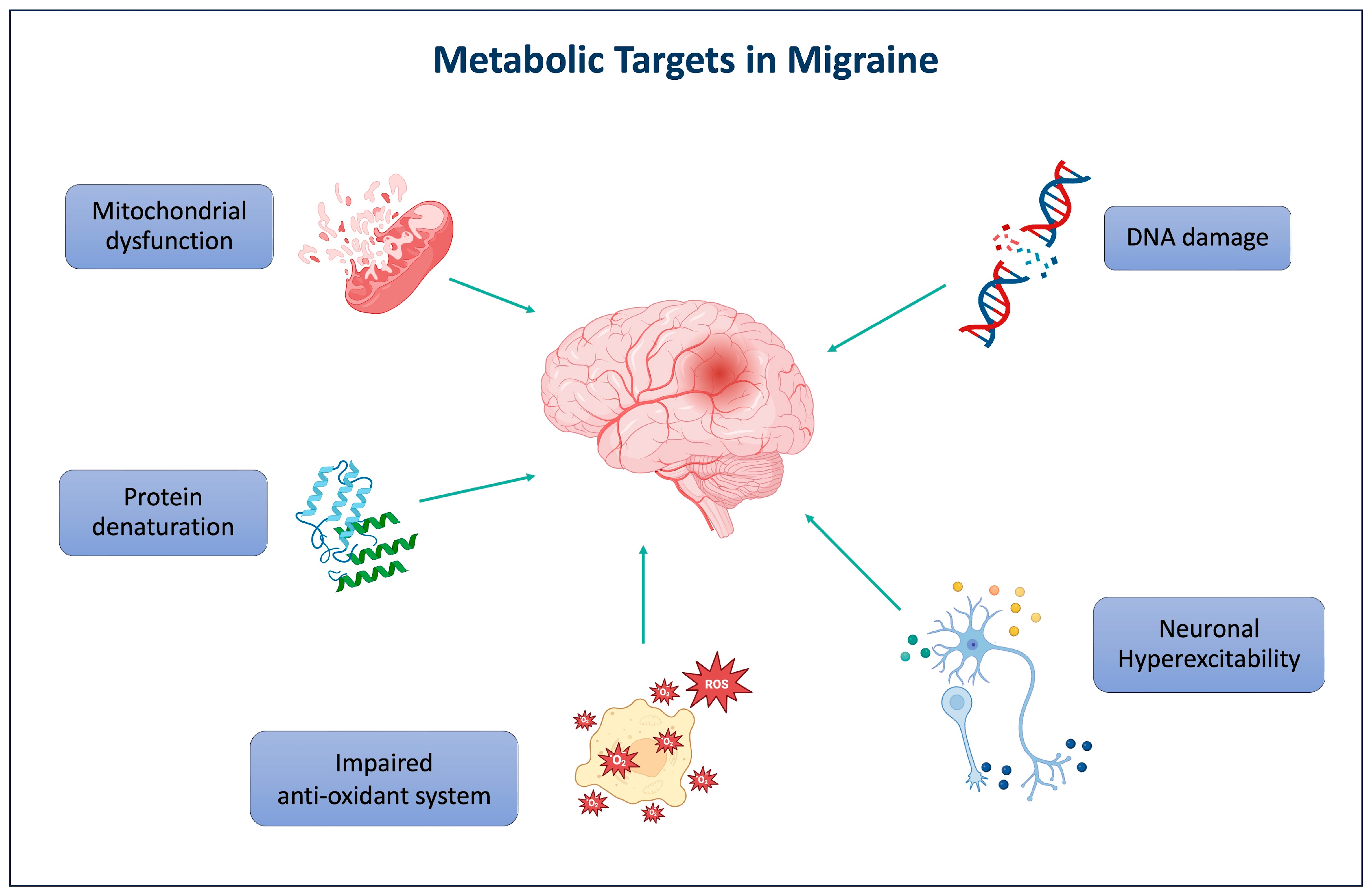 Dietary Modulation of Migraine: Metabolic, Neuroinflammatory and ...