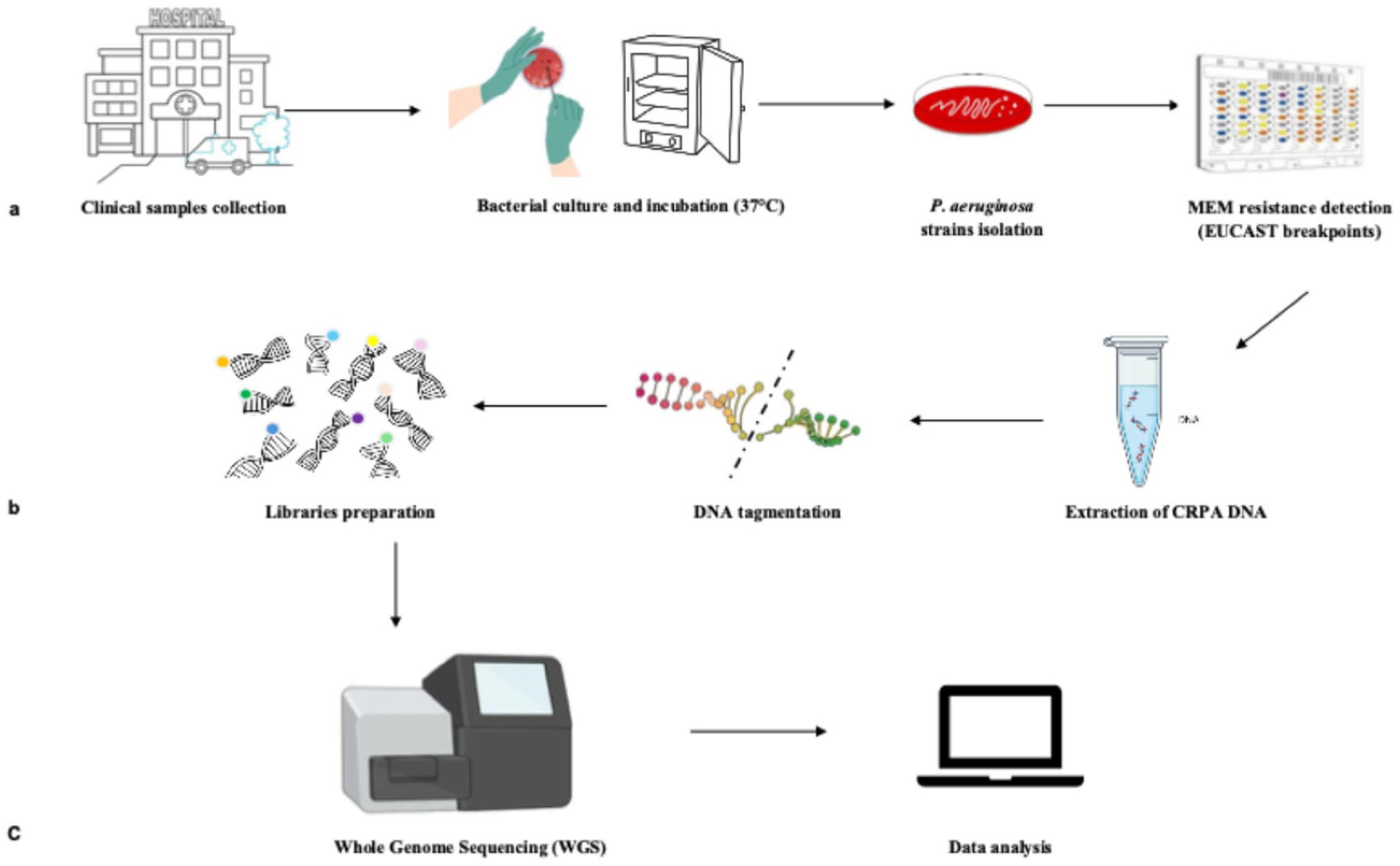 Genomic Insights into Carbapenem-Resistant Pseudomonas aeruginosa (CRPA ...