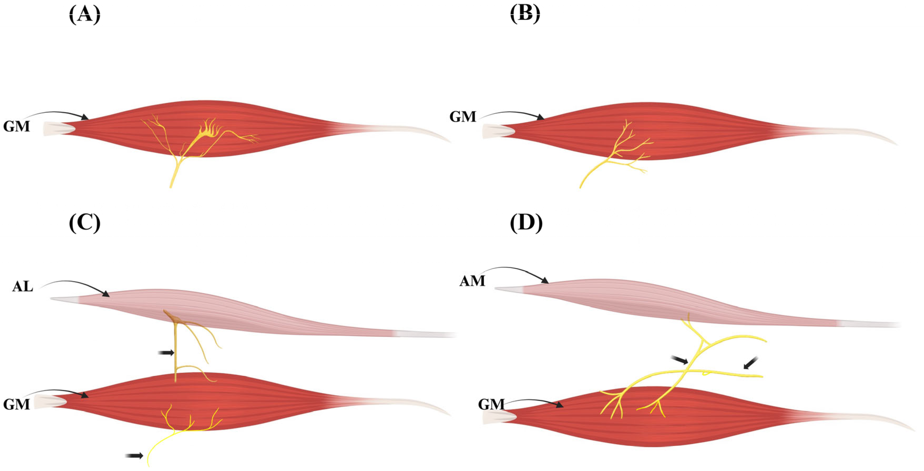 The Gracilis Muscle Reappraised: An Integrative Synthesis of Anatomy ...