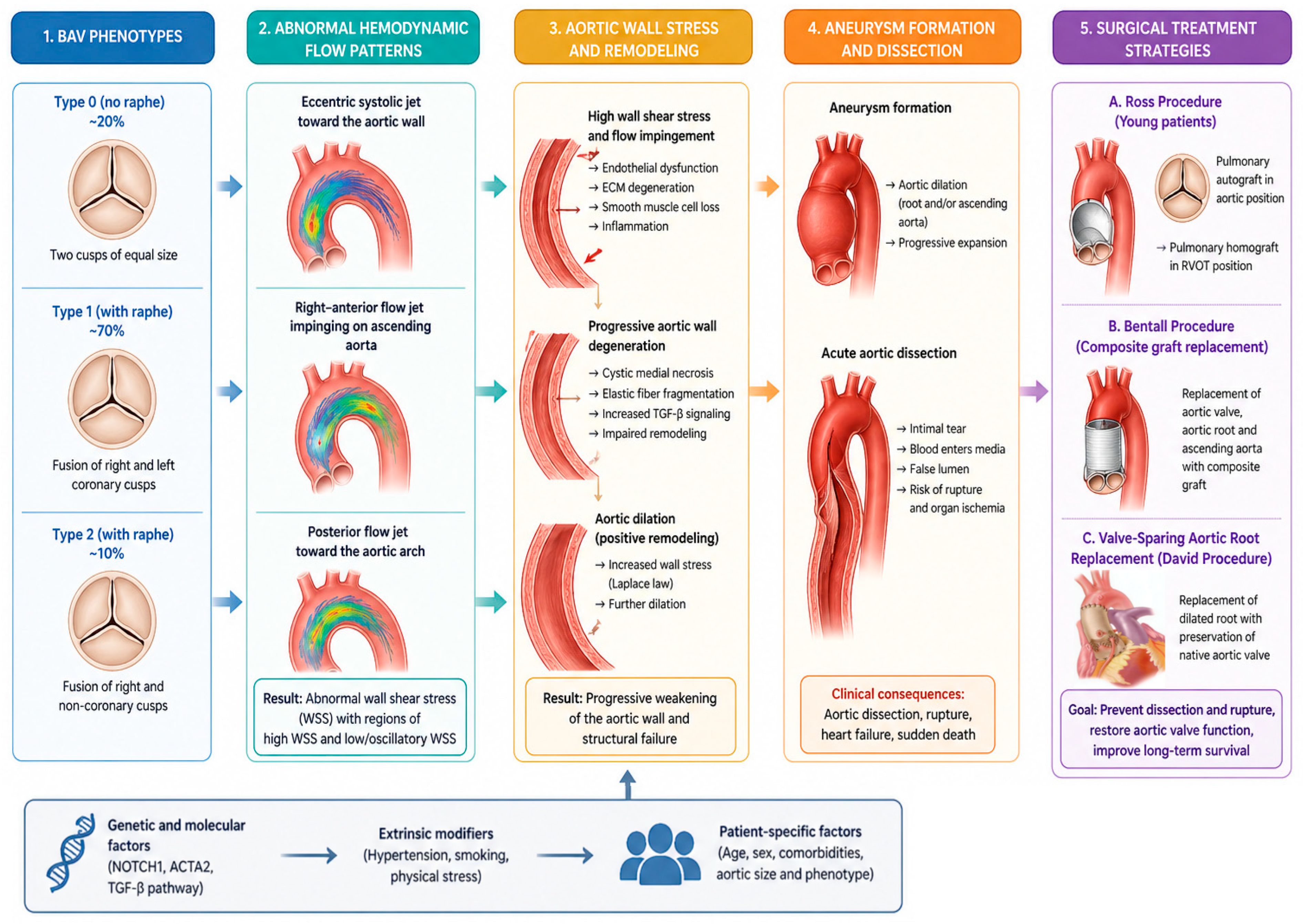 Aortopathy in Bicuspid Aortic Valve: Pathophysiology, Risk ...