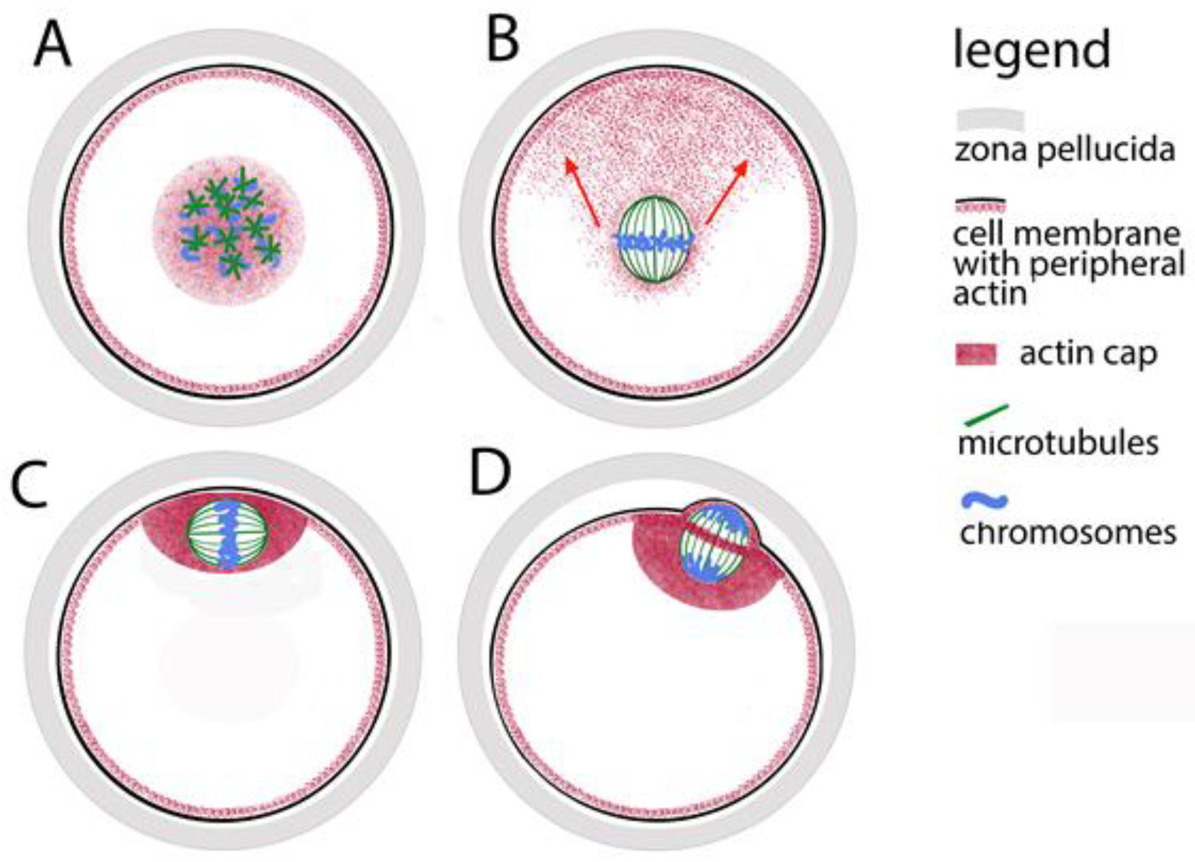 How Cytoskeletal Disorders Contribute to Errors in the Chromosomal ...