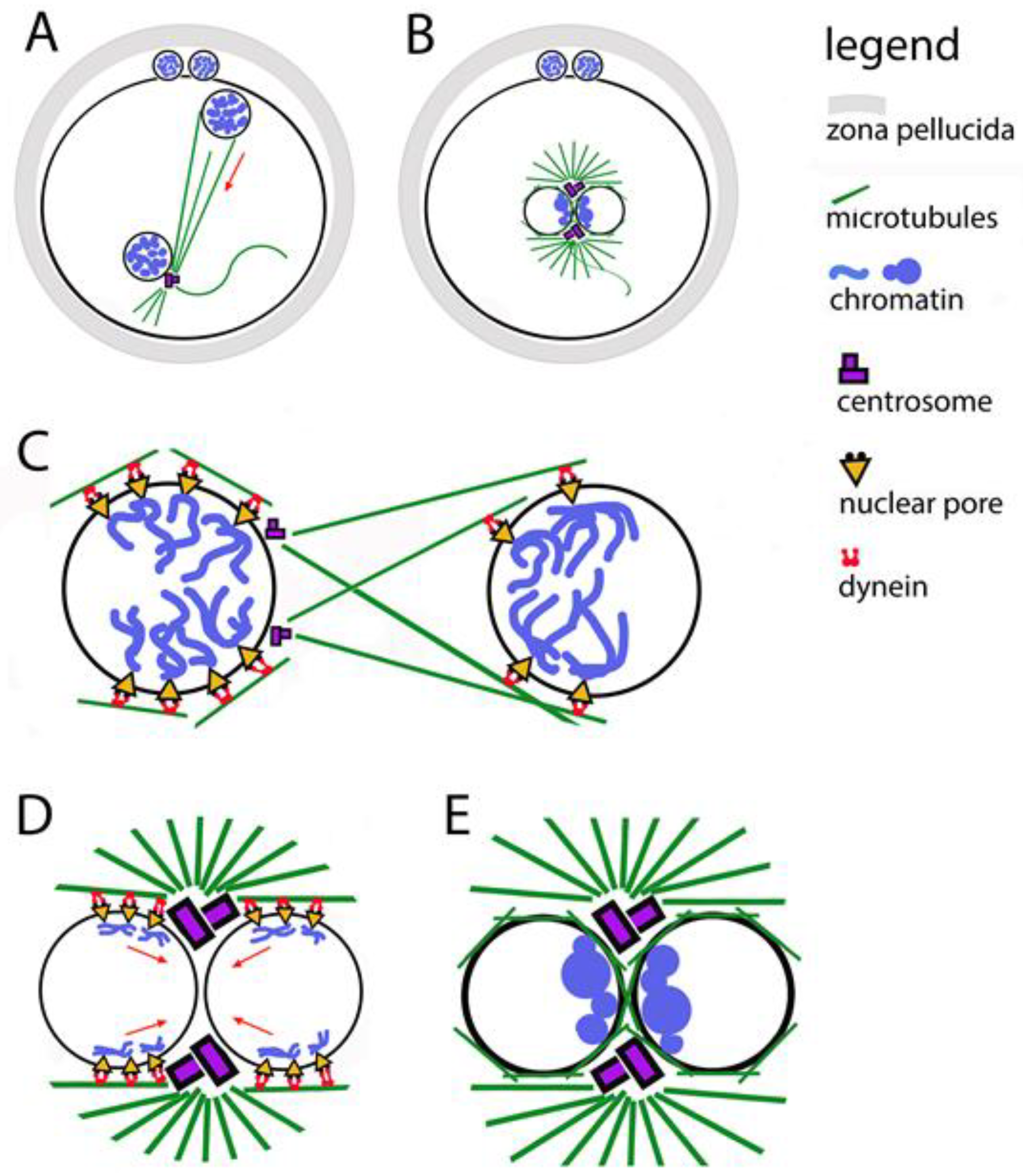 How Cytoskeletal Disorders Contribute to Errors in the Chromosomal ...