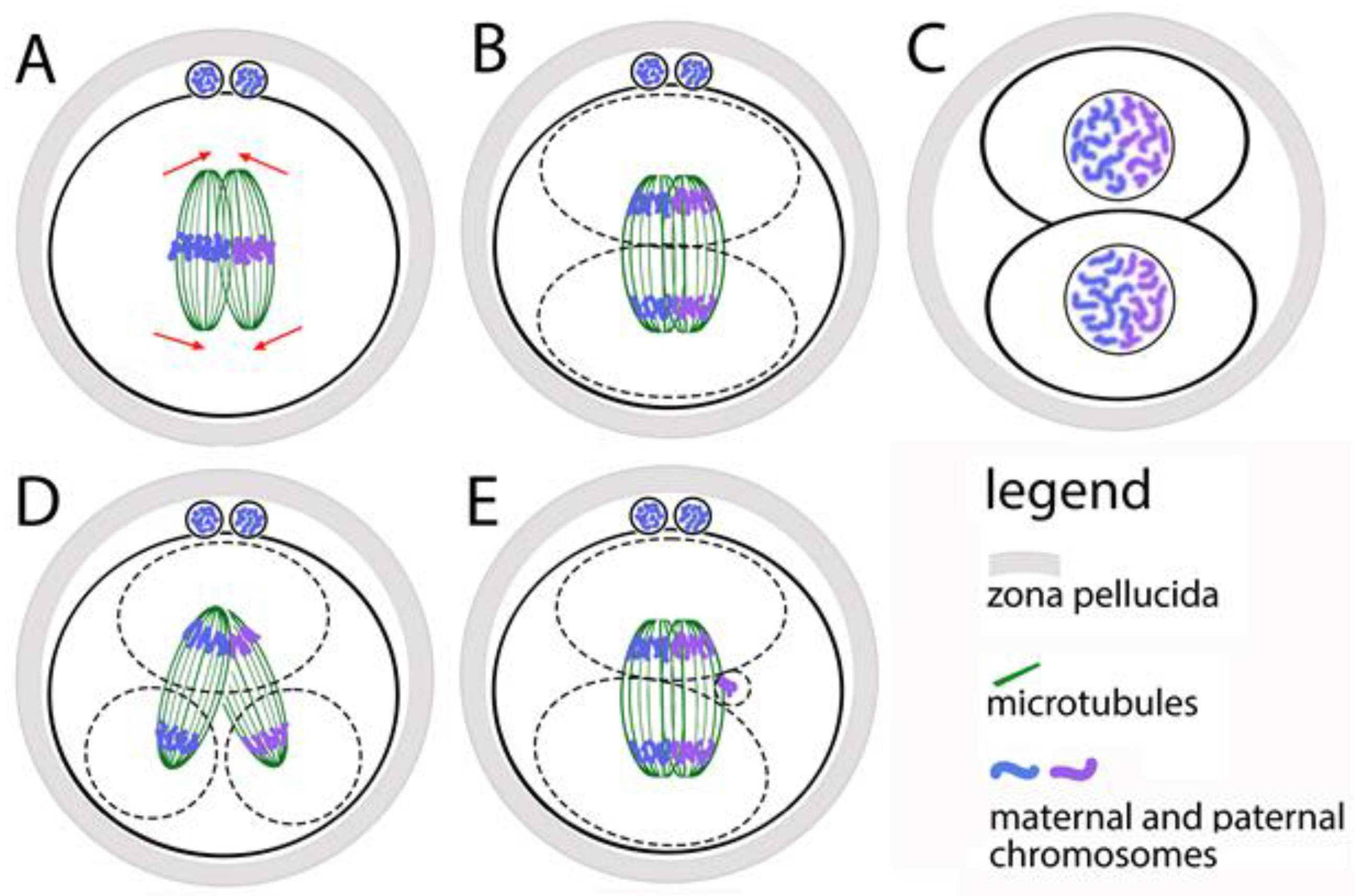 How Cytoskeletal Disorders Contribute to Errors in the Chromosomal ...