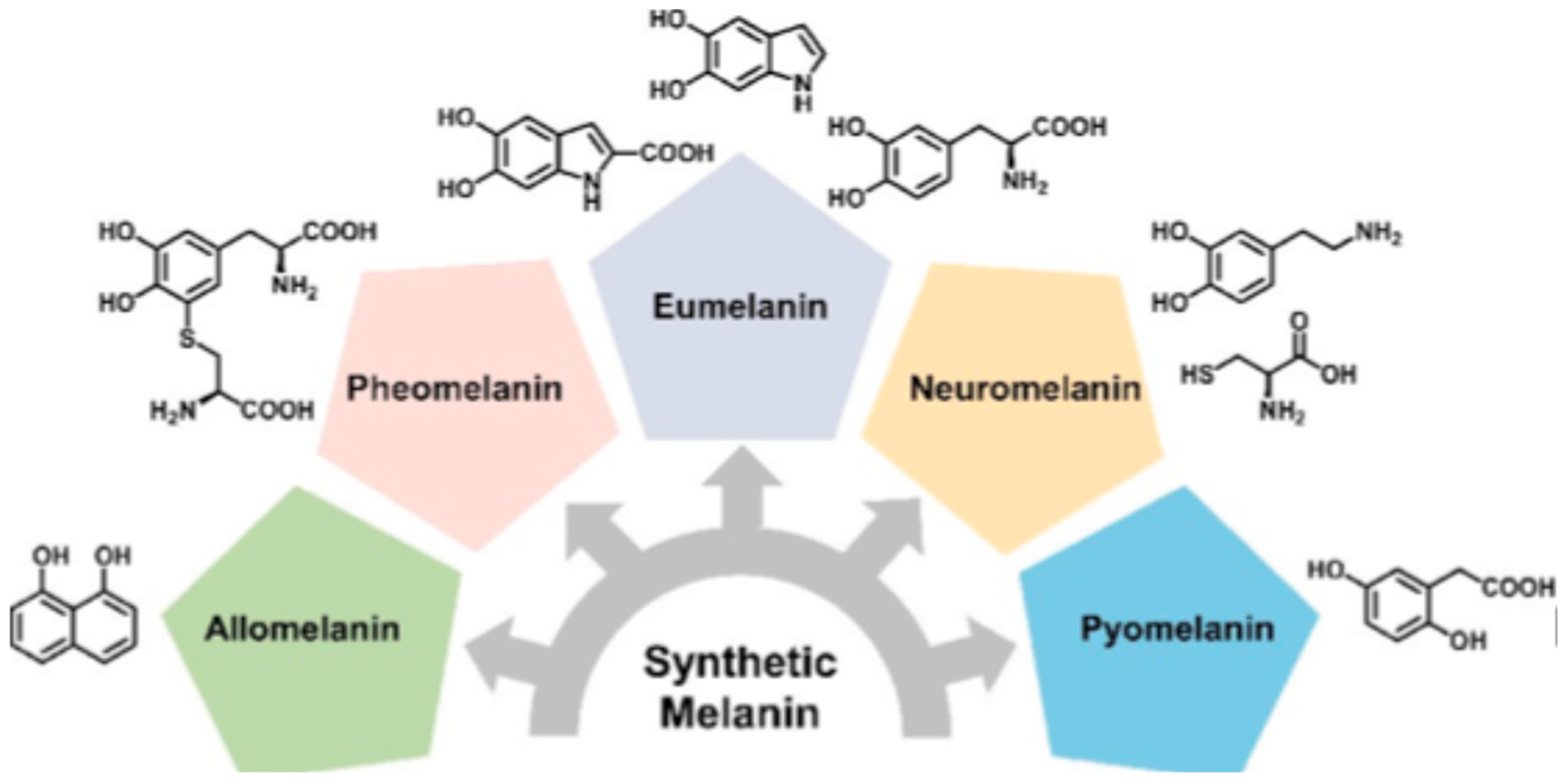Allomelanin: A Promising Alternative to Polydopamine for Bioapplications