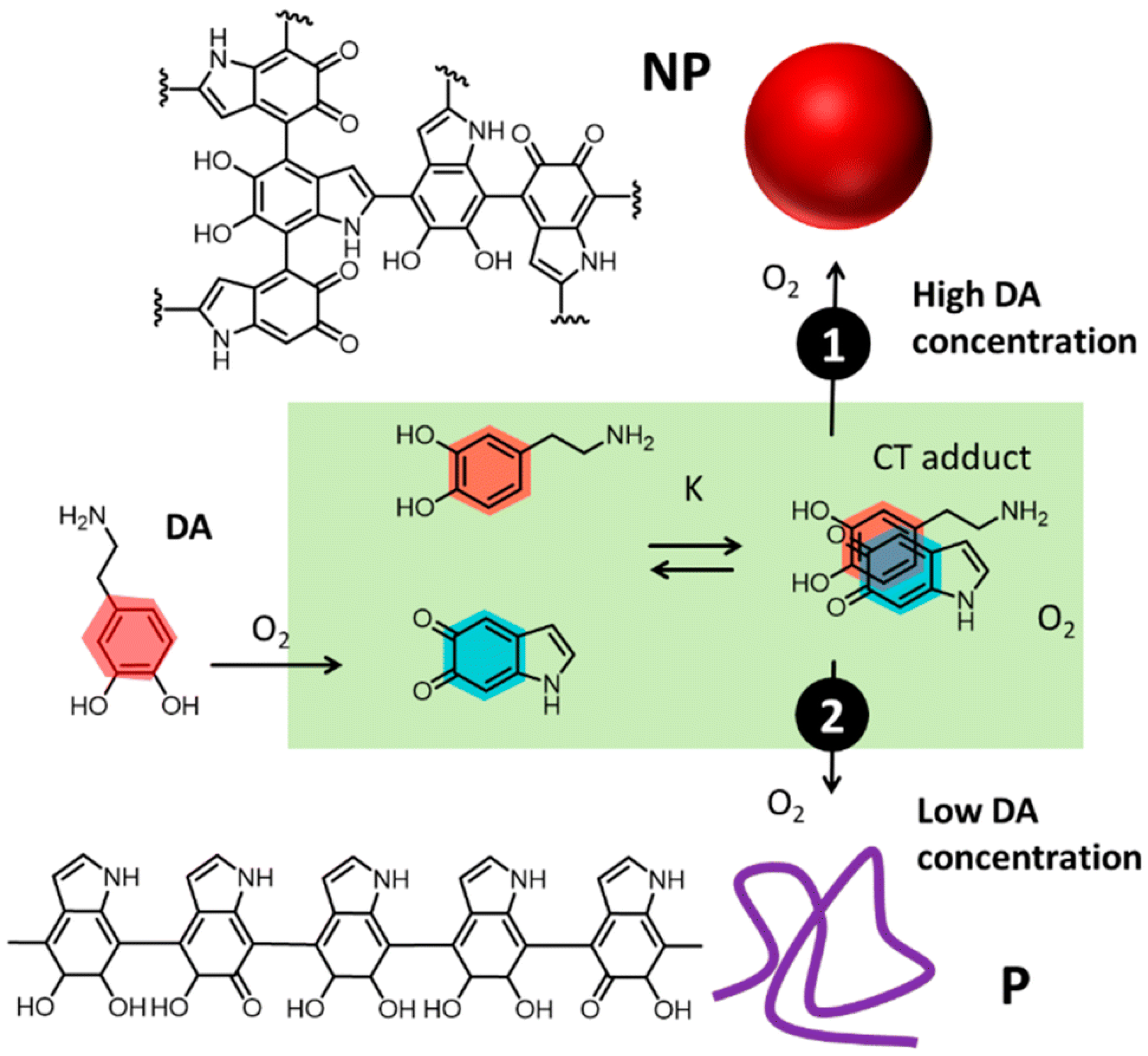 Allomelanin: A Promising Alternative to Polydopamine for Bioapplications