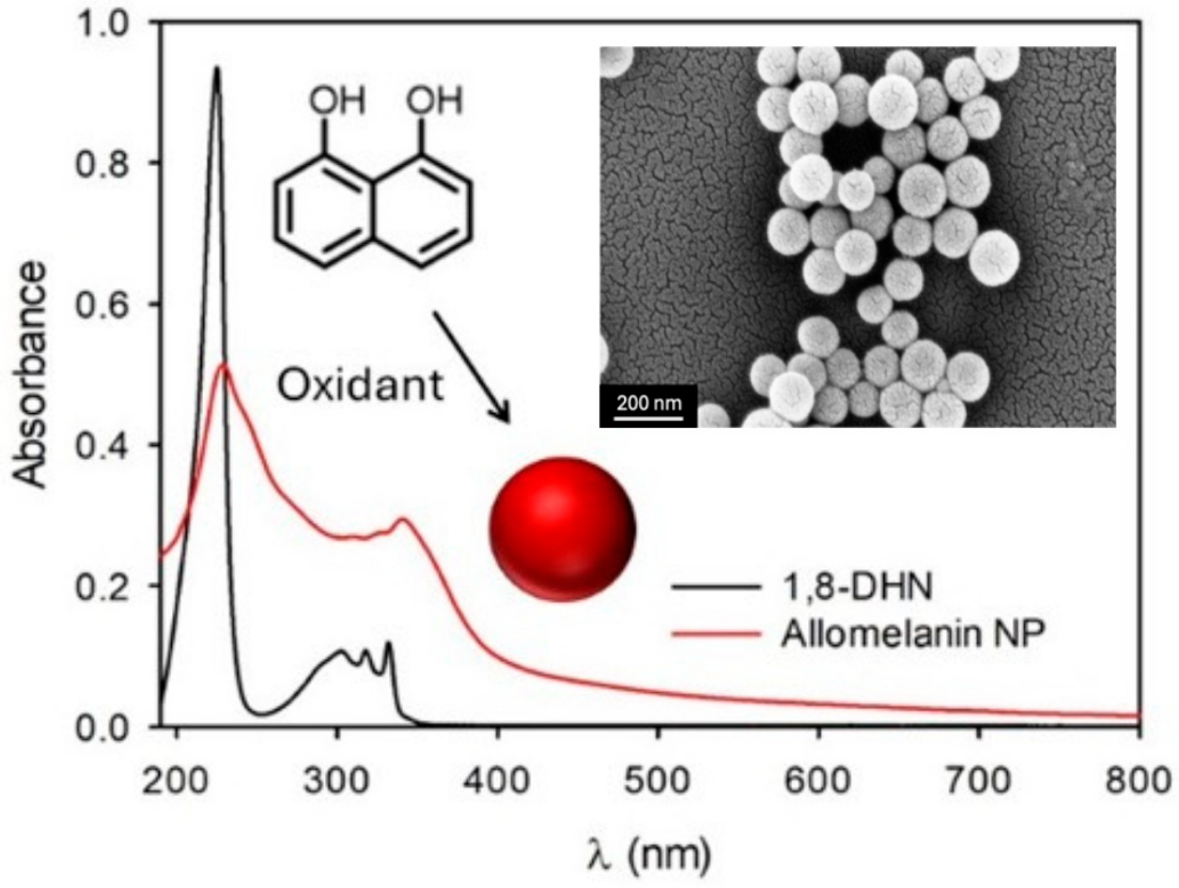 Allomelanin: A Promising Alternative to Polydopamine for Bioapplications