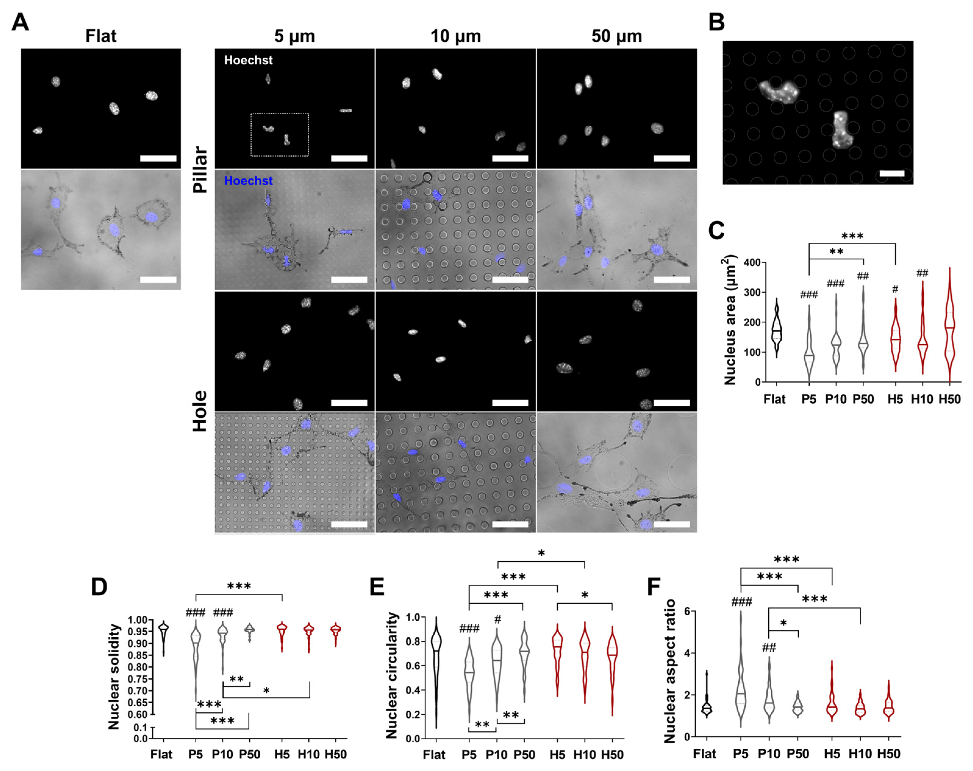 Micropillar Topography Regulates Morphology and Melanogenesis in ...