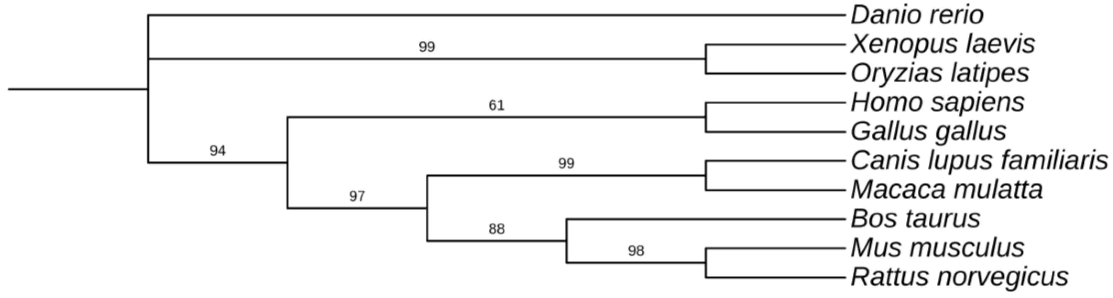Comparative Analysis of the HSP70 Protein Family Across Vertebrates ...