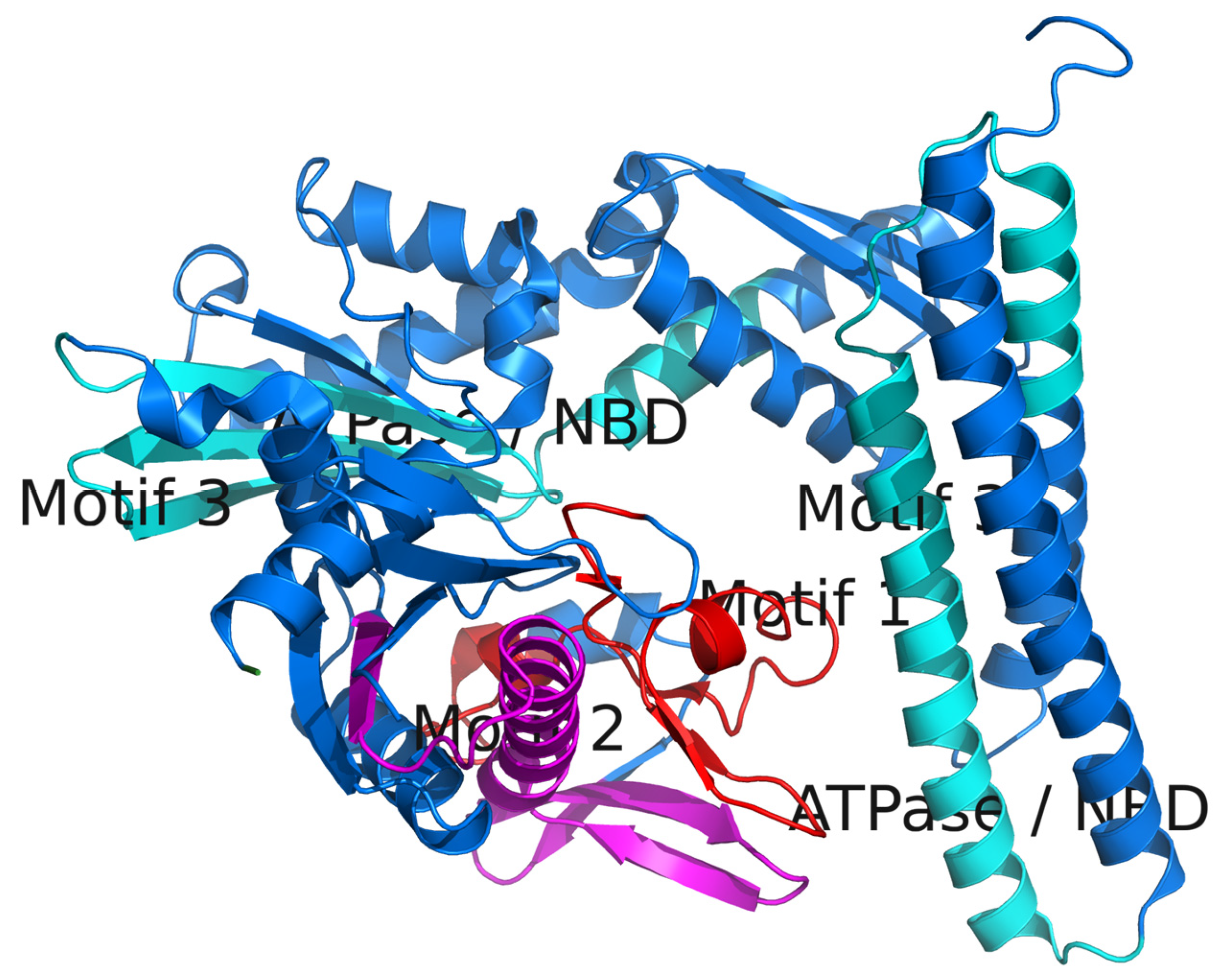 Comparative Analysis of the HSP70 Protein Family Across Vertebrates ...