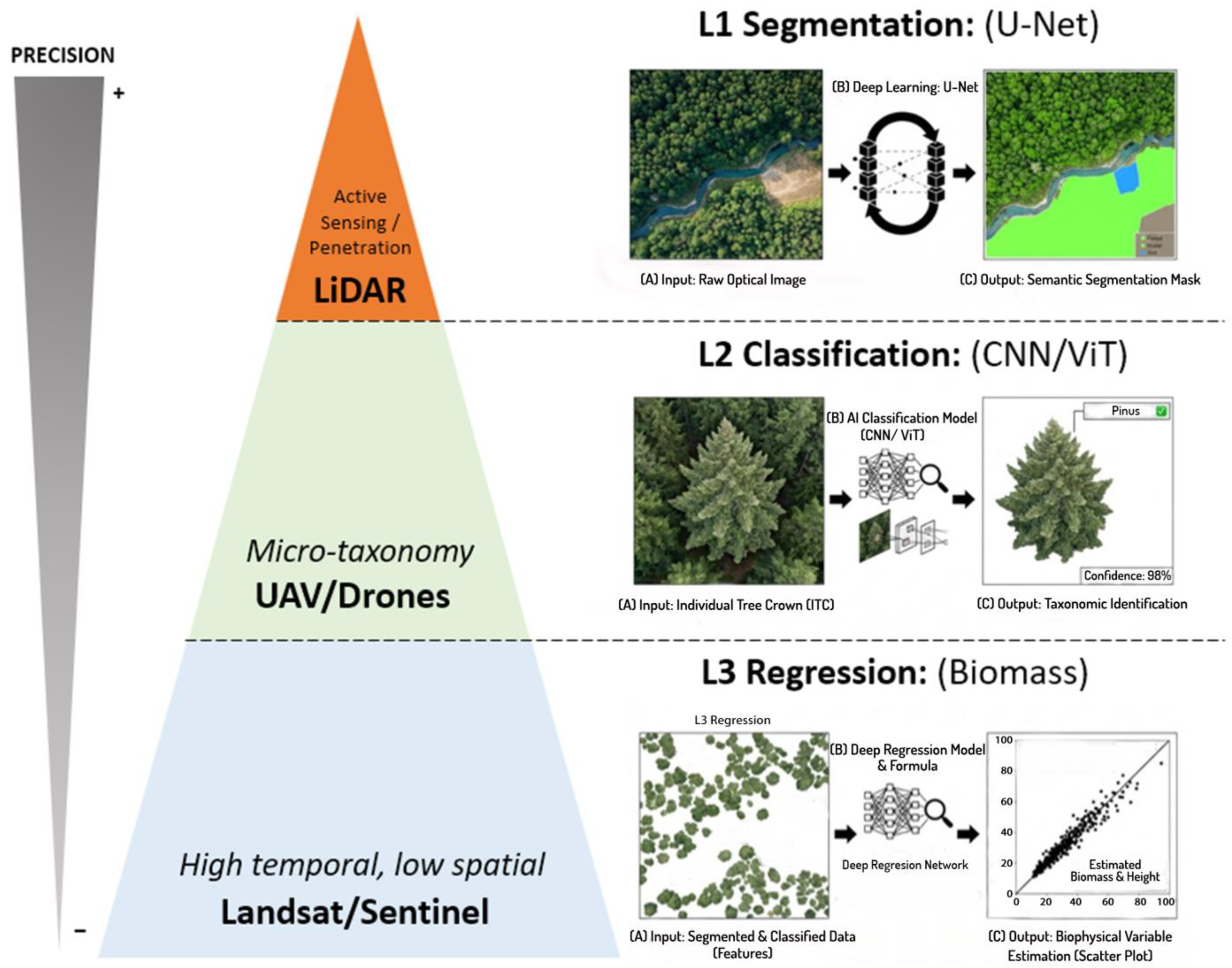 Analysis of Biological Images and Quantitative Monitoring Using Deep ...