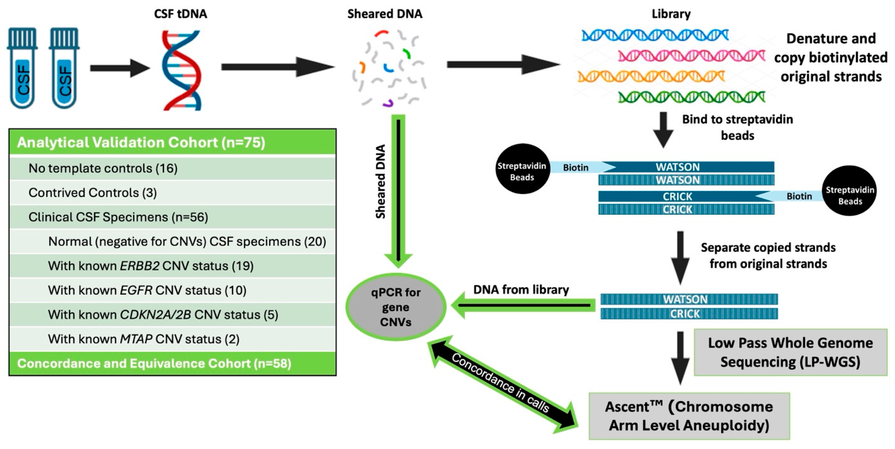 Analytical Validation of Quantitative Polymerase Chain Reaction and ...