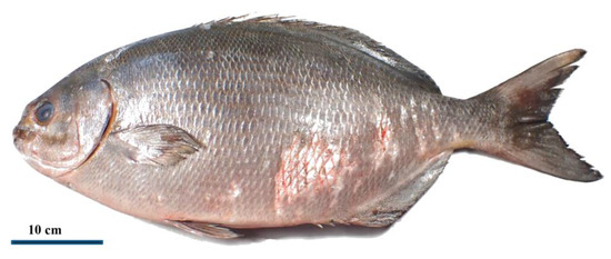 Preliminary Evidence about the Colonisation Process of Kyphosus Species ...