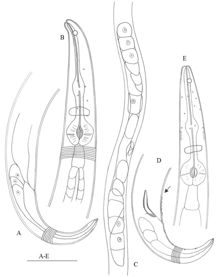 Two New Free-Living Marine Nematode Species of the Genus Haliplectus ...