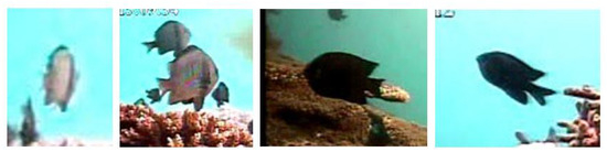 A Deep Learning-Based Lightweight Model for the Detection of Marine Fishes