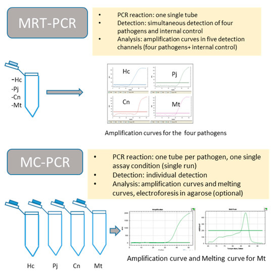 JoF | Free Full-Text | Differential Diagnosis of Fungal Pneumonias vs ...
