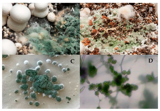 Biological Control of Fungal Diseases by Trichoderma aggressivum f ...