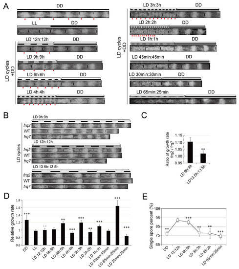 JoF | Free Full-Text | The Resonance and Adaptation of Neurospora ...