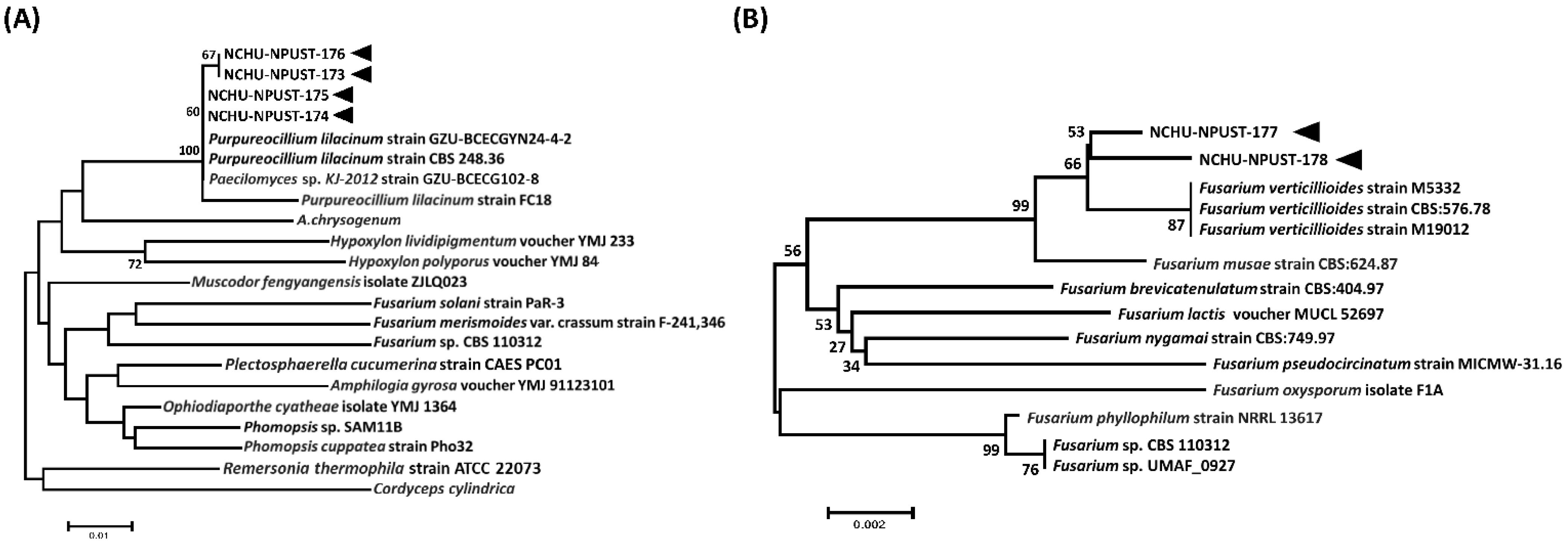 Evaluation of the Potential Entomopathogenic Fungi Purpureocillium ...