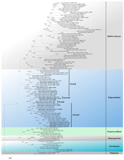Phylogeny and Systematics of the Genus Tolypocladium ...