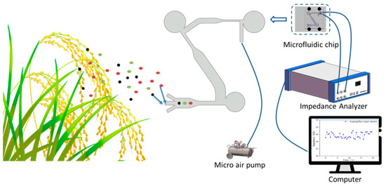 A Detection Method for Crop Fungal Spores Based on Microfluidic ...