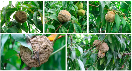 Morphological and Molecular Identification of Peach Brown Rot Disease ...