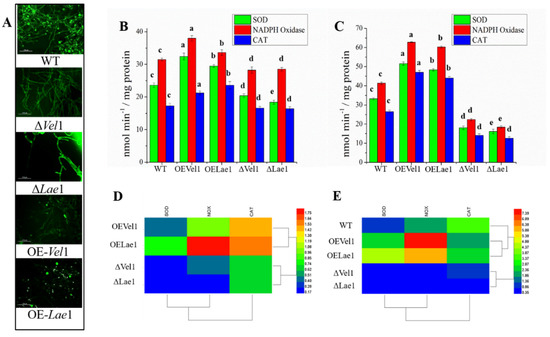 JoF | Free Full-Text | Role of the Global Fitness Regulator Genes on ...
