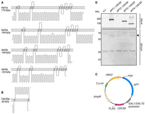 JoF | Free Full-Text | Functional Analysis of the P-Type ATPases Apt2-4 from Cryptococcus ...