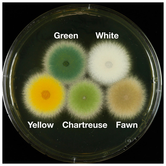 Identification of the chaA and fwA Spore Color Genes of Aspergillus ...