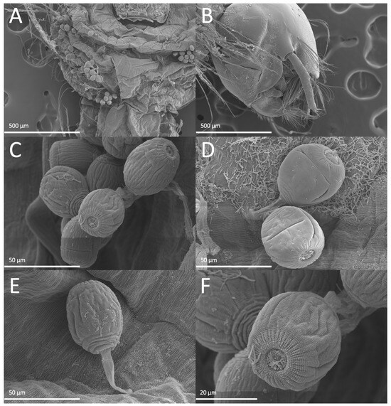 Journal of Fungi | An Open Access Journal from MDPI