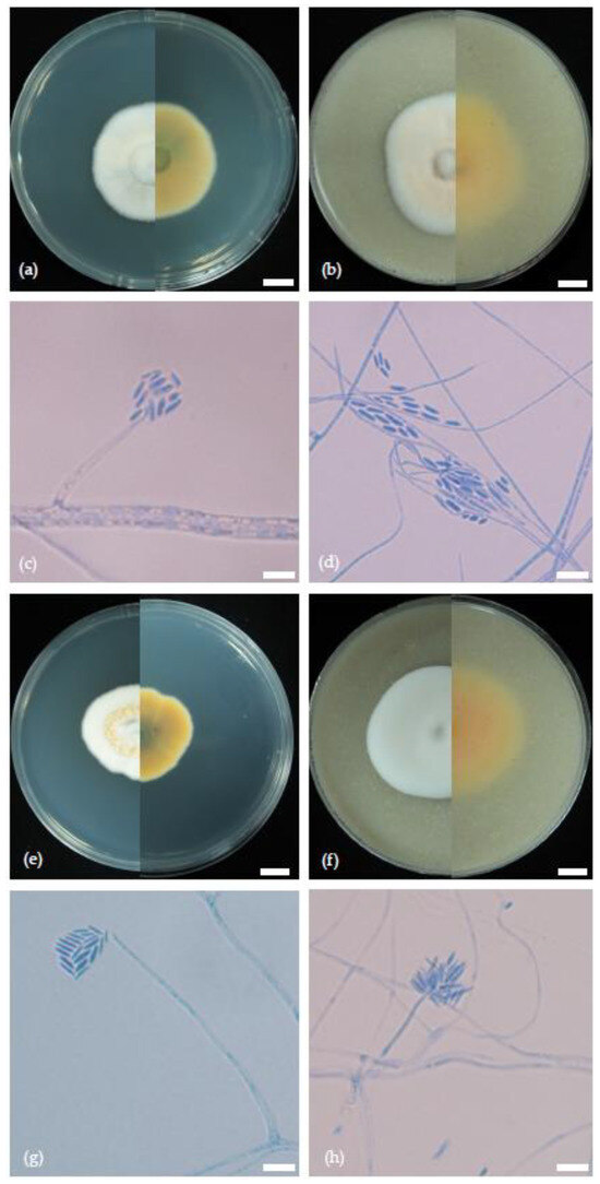 Molecular and Morphological Identification of Sarocladium Species ...