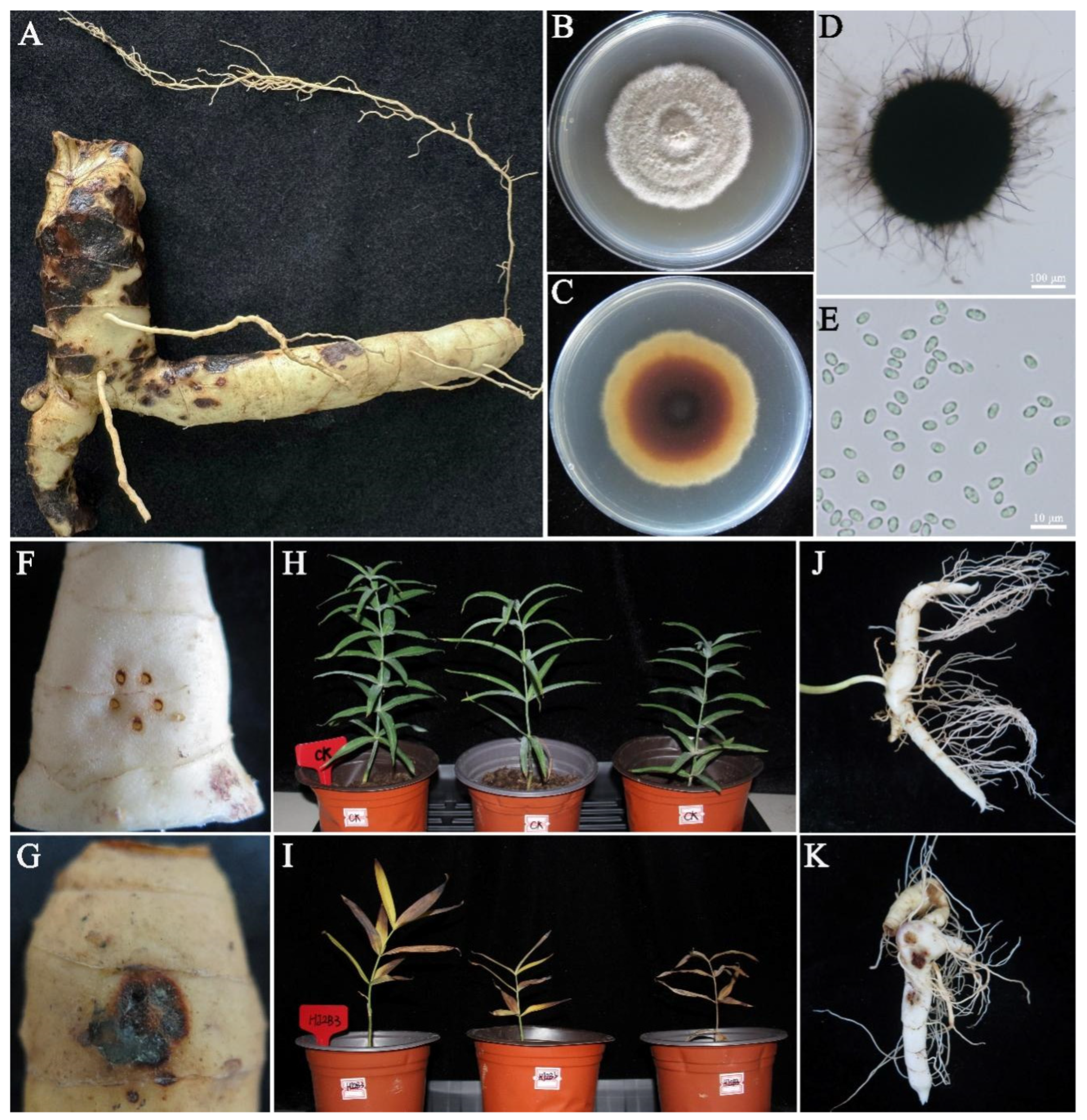 Identification, Characterization, and In Vitro Fungicide Sensitivity of ...