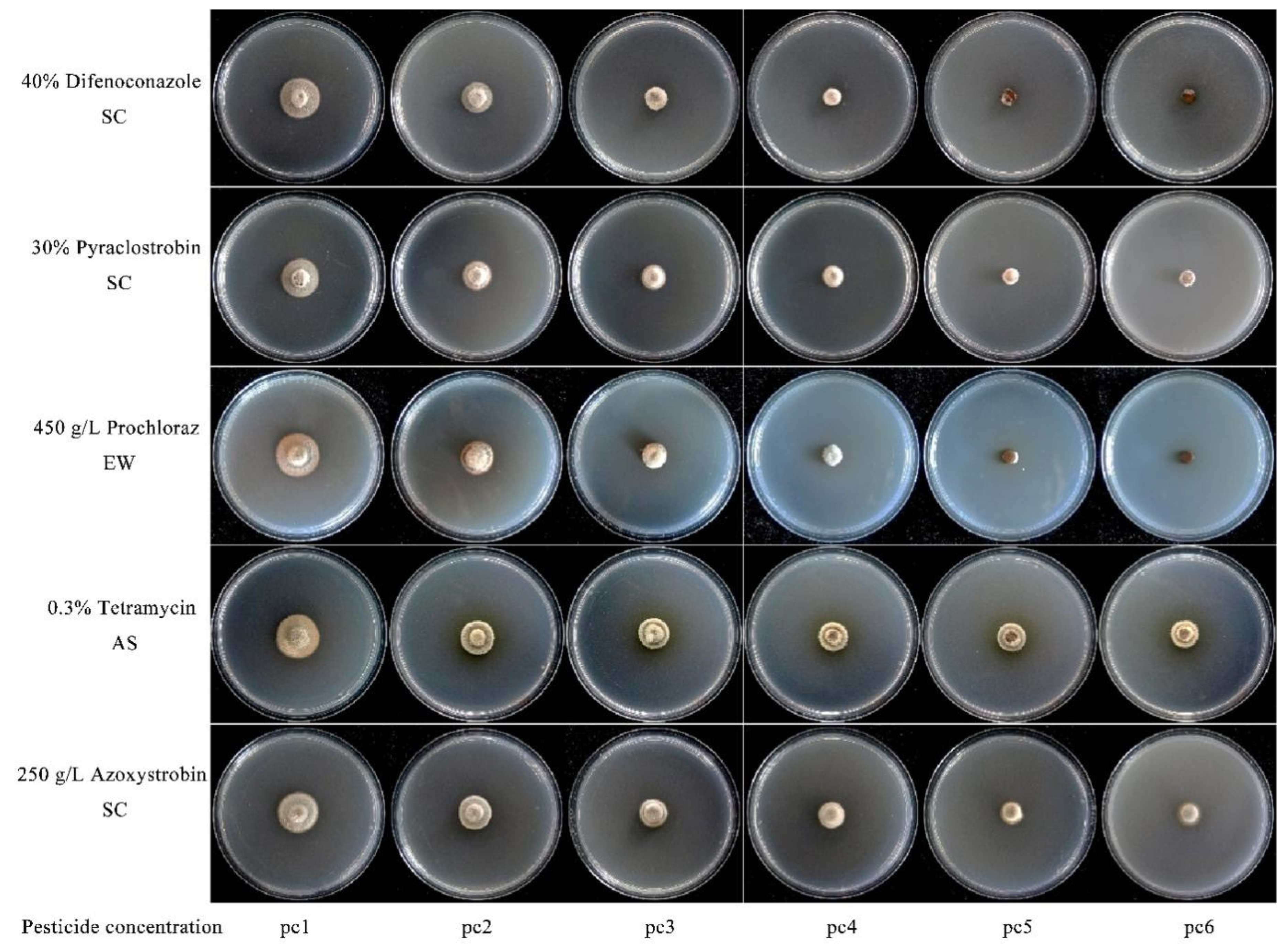 Identification, Characterization, and In Vitro Fungicide Sensitivity of ...