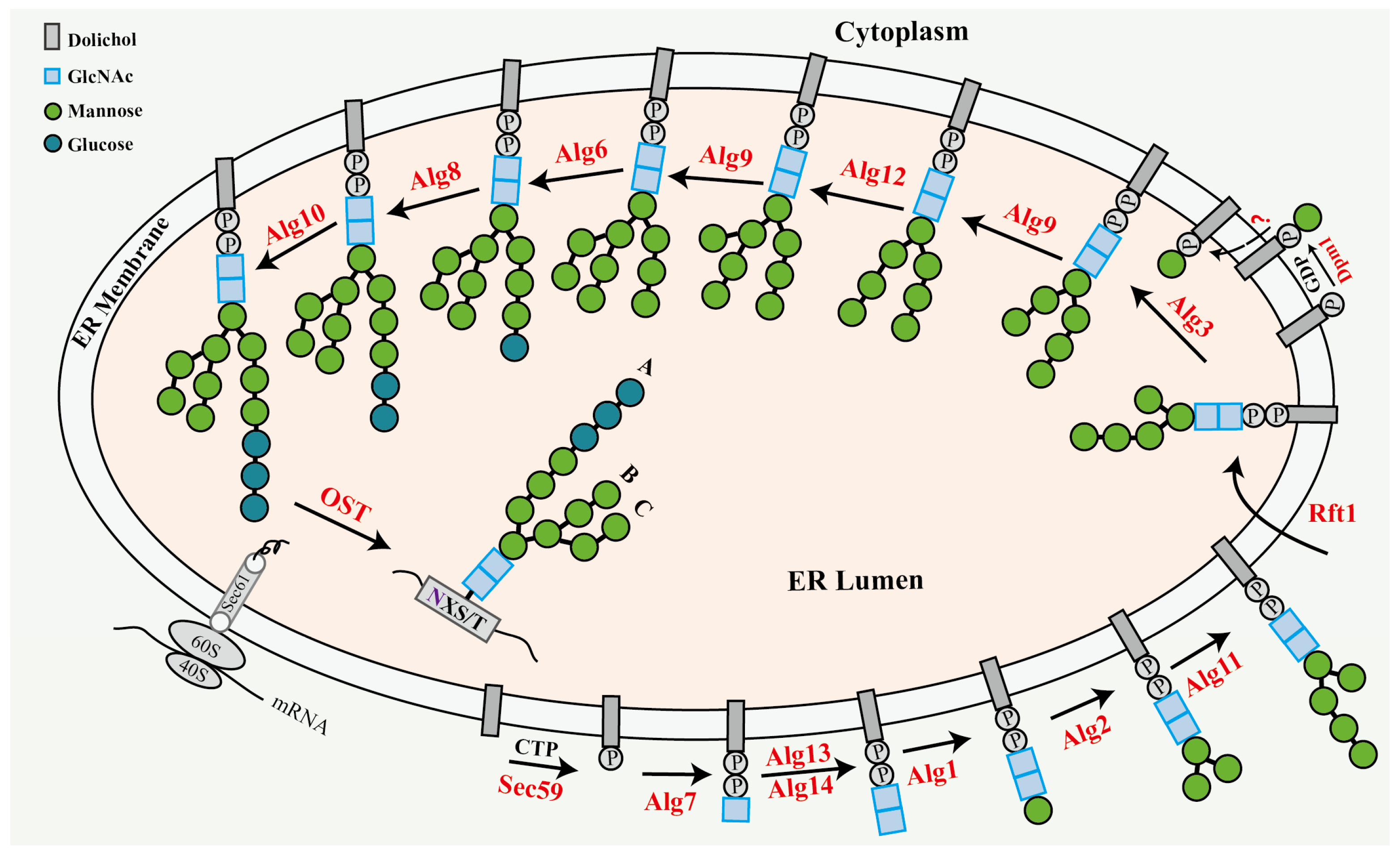 Functions of N-Glycosylation-Related Endoplasmic Reticulum Proteins in ...