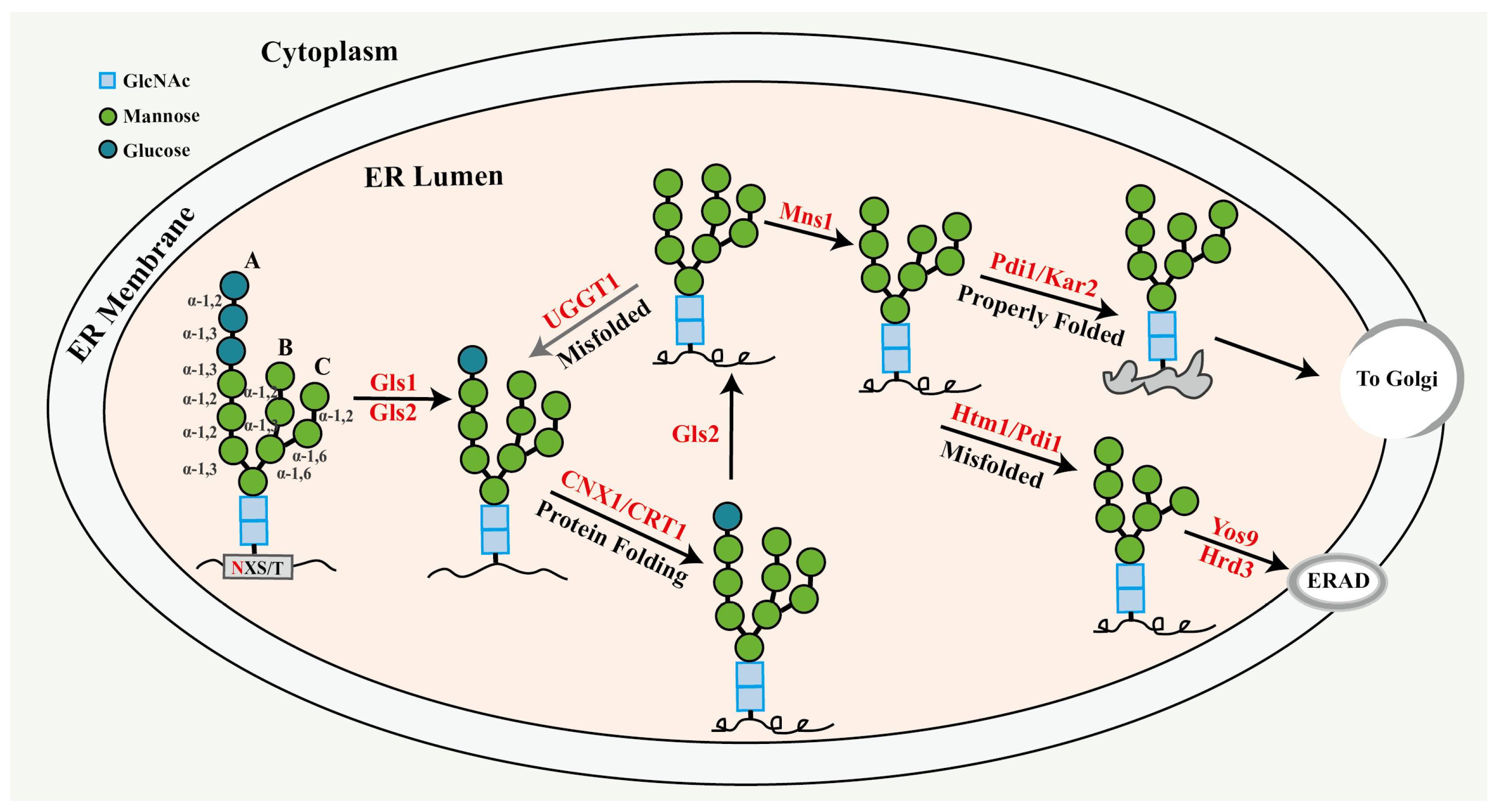 Functions of N-Glycosylation-Related Endoplasmic Reticulum Proteins in ...