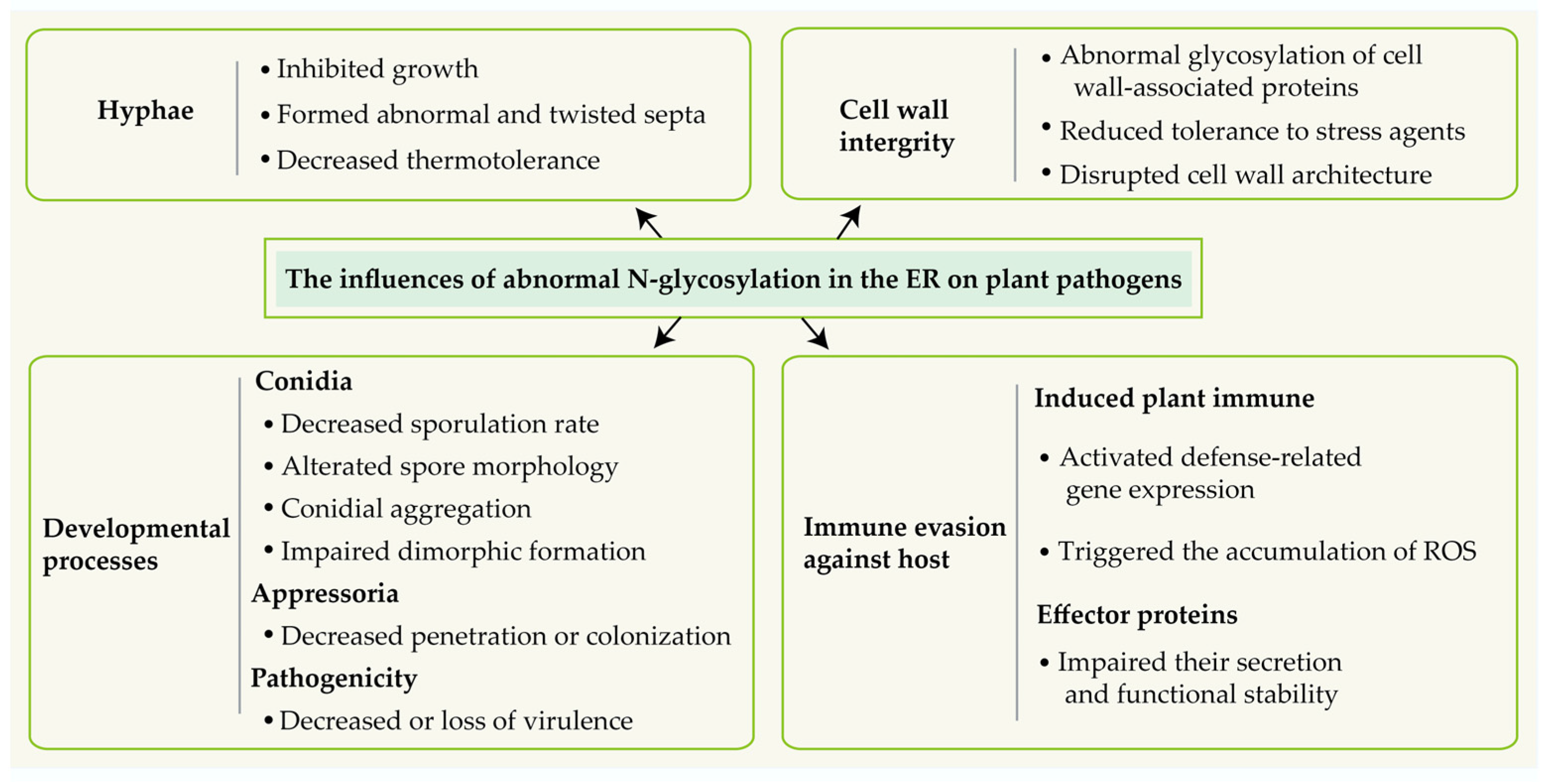 Functions of N-Glycosylation-Related Endoplasmic Reticulum Proteins in ...