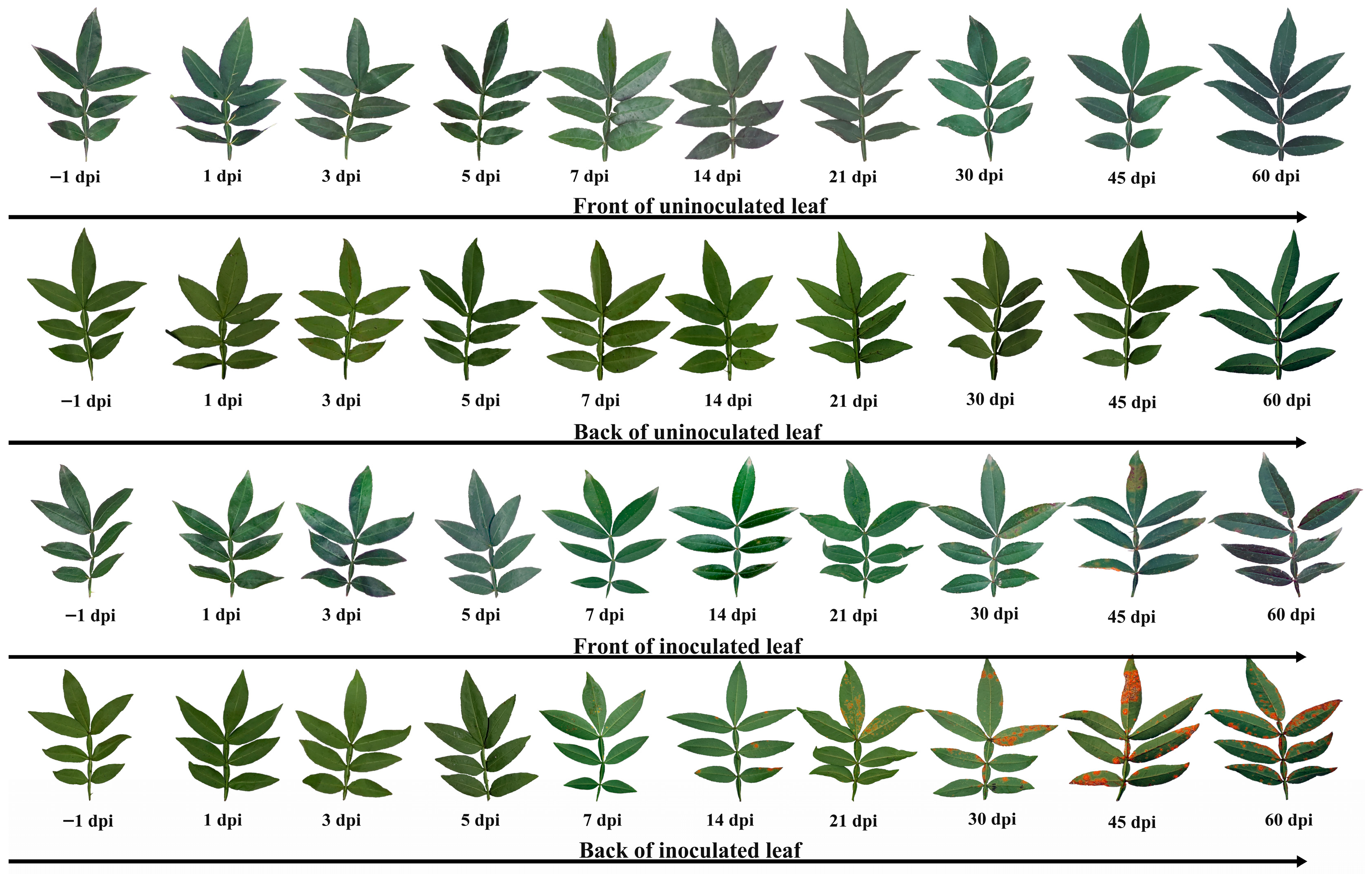 Histopathological and Ultrastructural Observations of Zanthoxylum ...