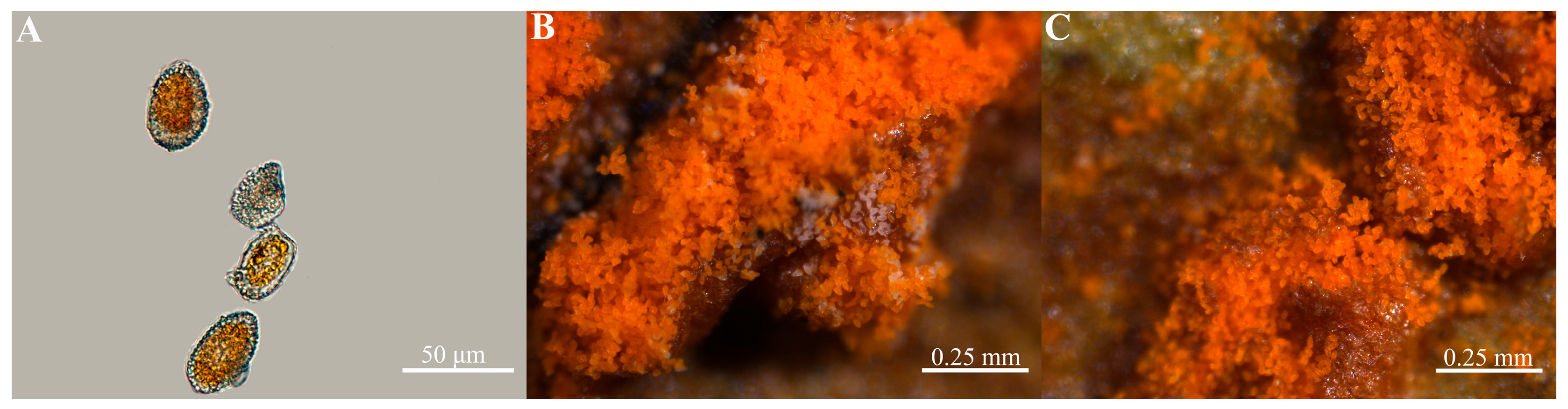 Histopathological and Ultrastructural Observations of Zanthoxylum ...
