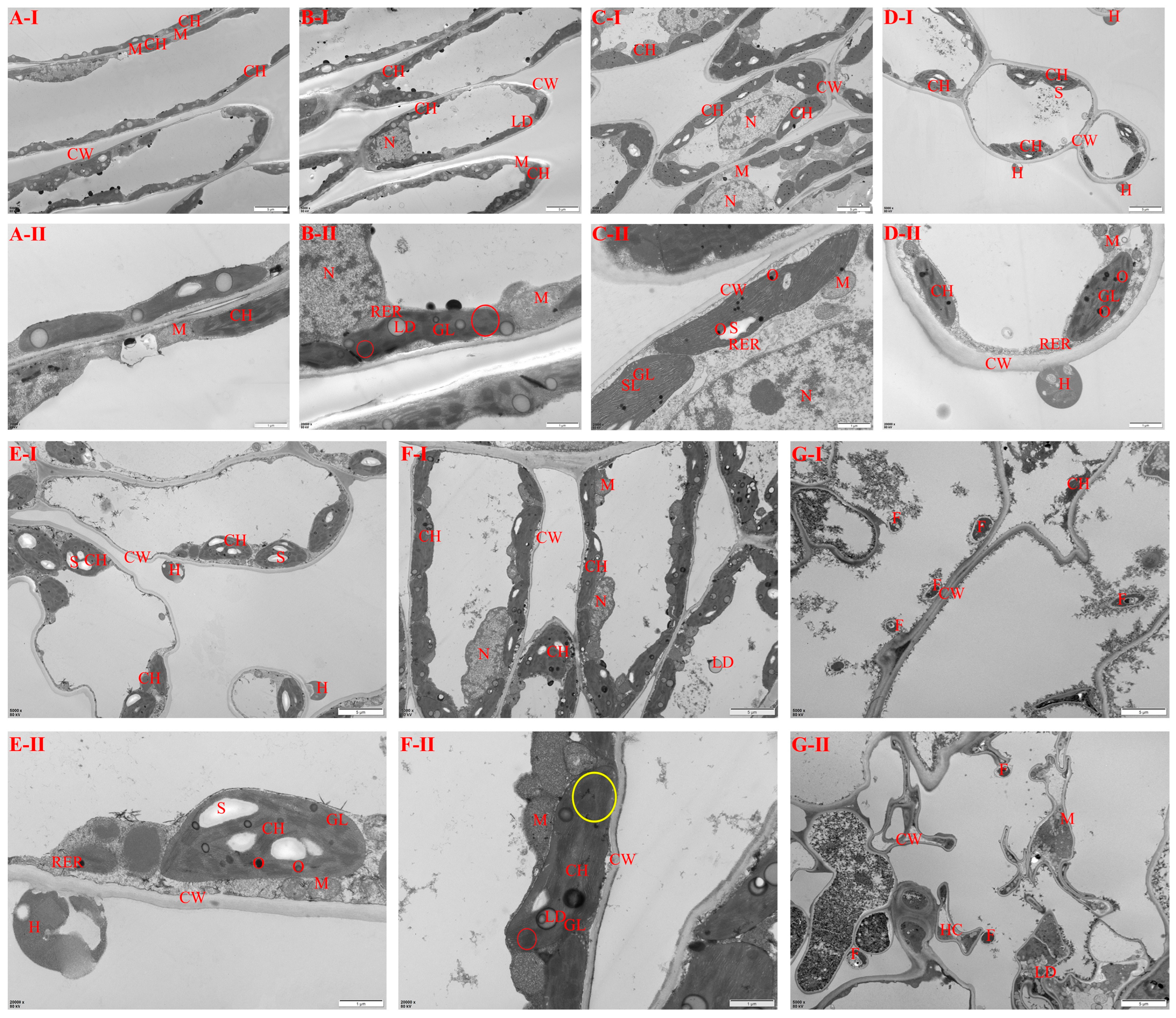 Histopathological and Ultrastructural Observations of Zanthoxylum ...
