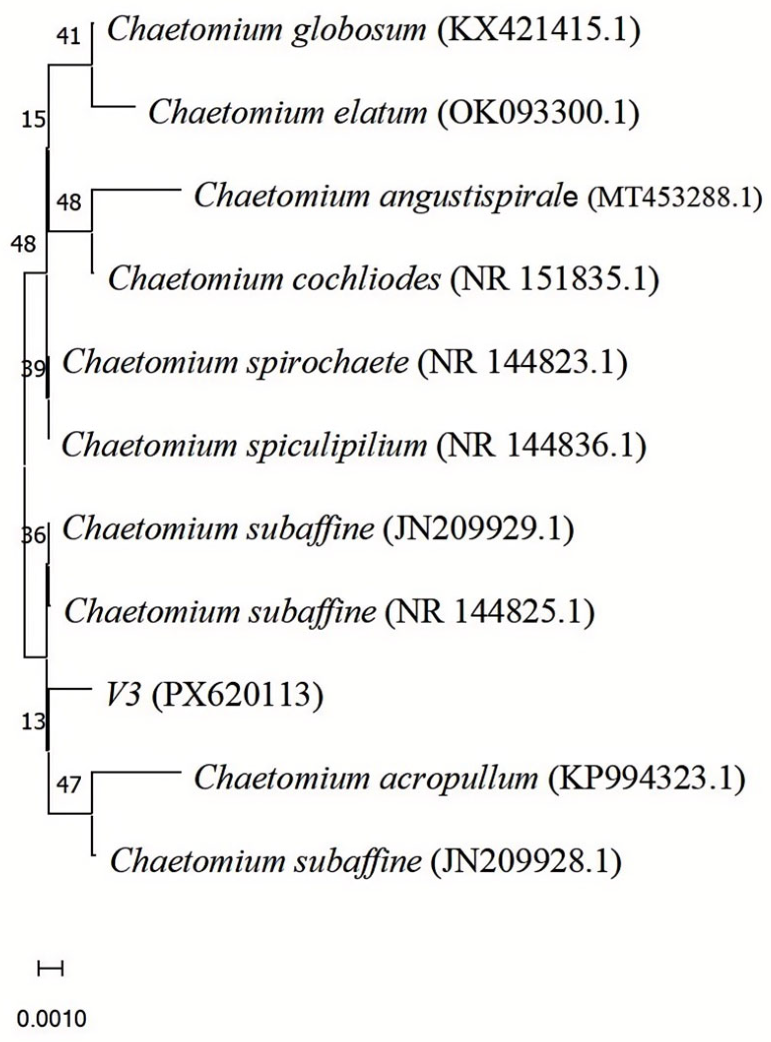 Isolation and Identification of Endophytic Chaetomium sp. Strain V3 ...
