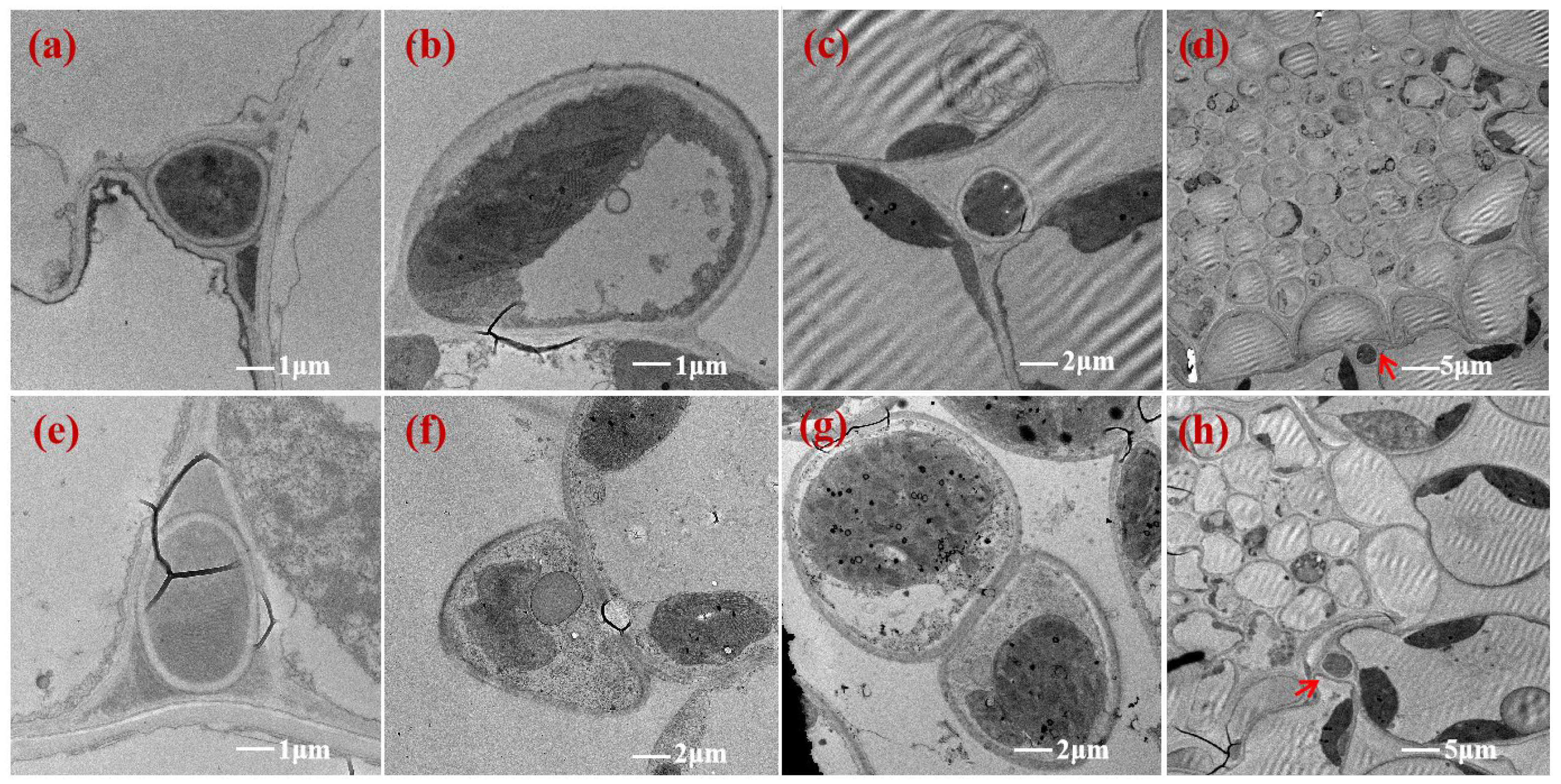 The Compatibility of the Epichloë bromicola–Hordeum Association